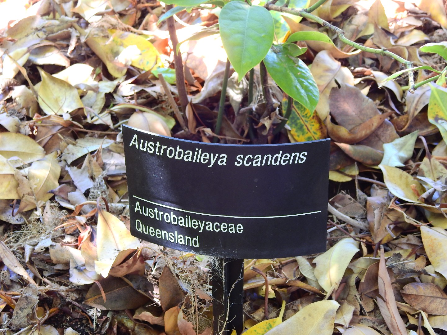 Austrobaileya scandens 照顧，種植，繁殖，開花時間 - PictureThis