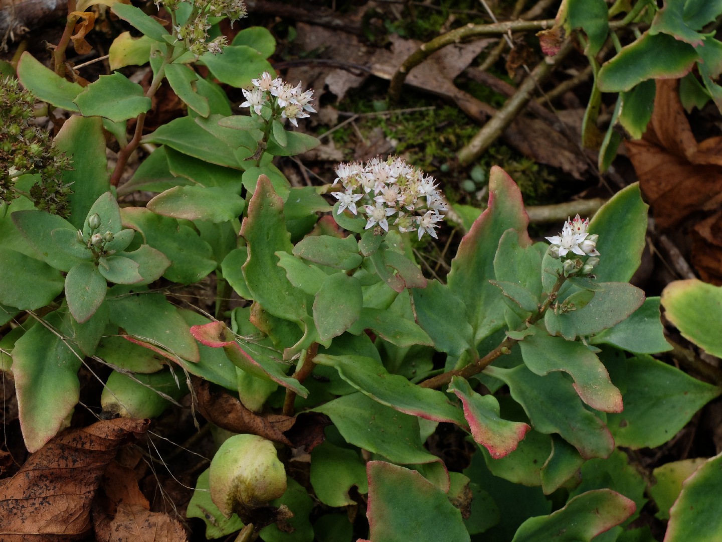 Allegheny stonecrop (Hylotelephium telephioides) Flower, Leaf, Care ...