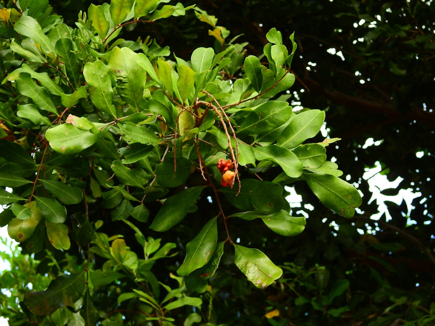 Soapberry (Sapindaceae) Flower, Leaf, Care, Uses - PictureThis