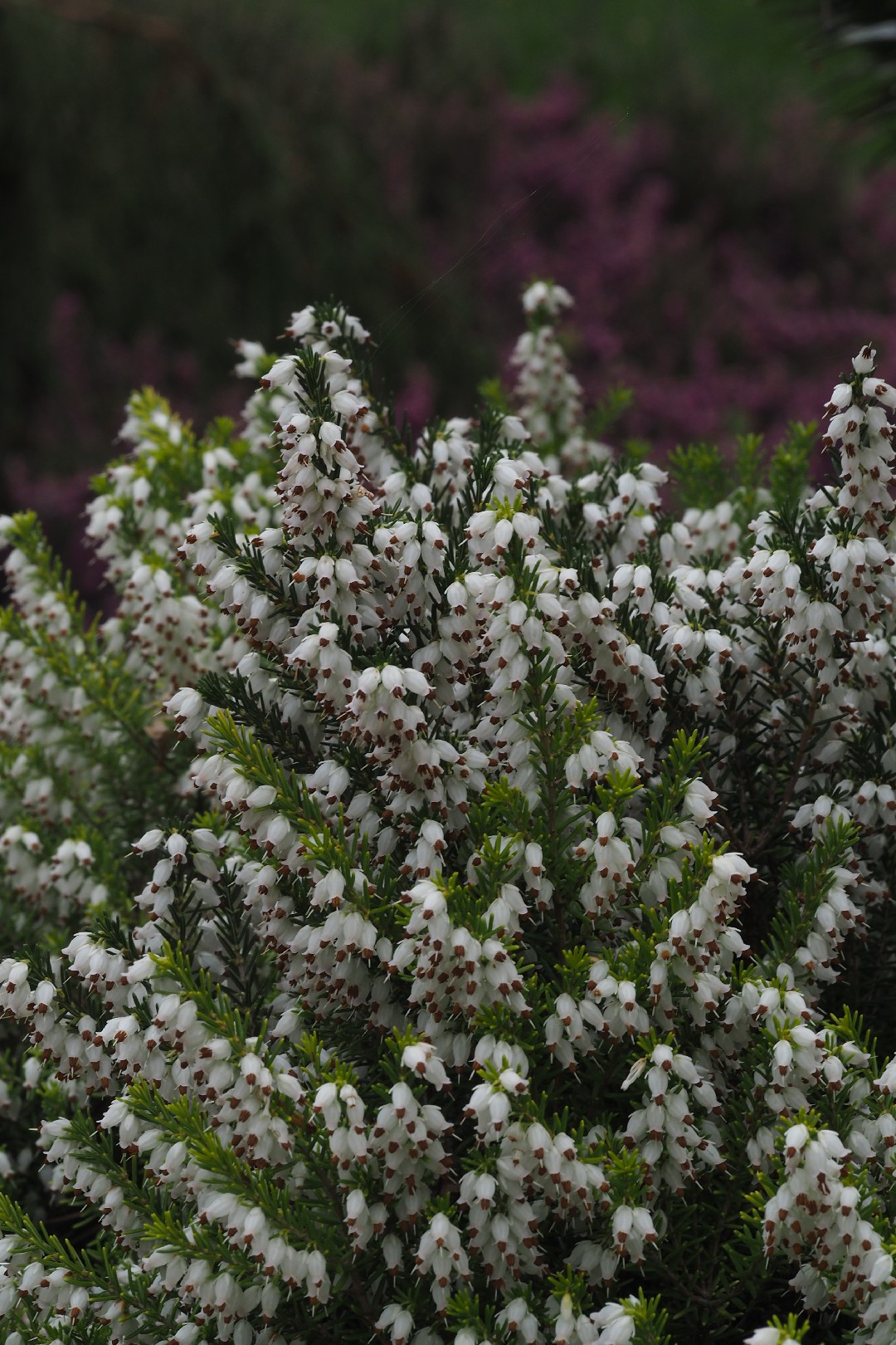 Brezo de primavera (Erica erigena) - PictureThis