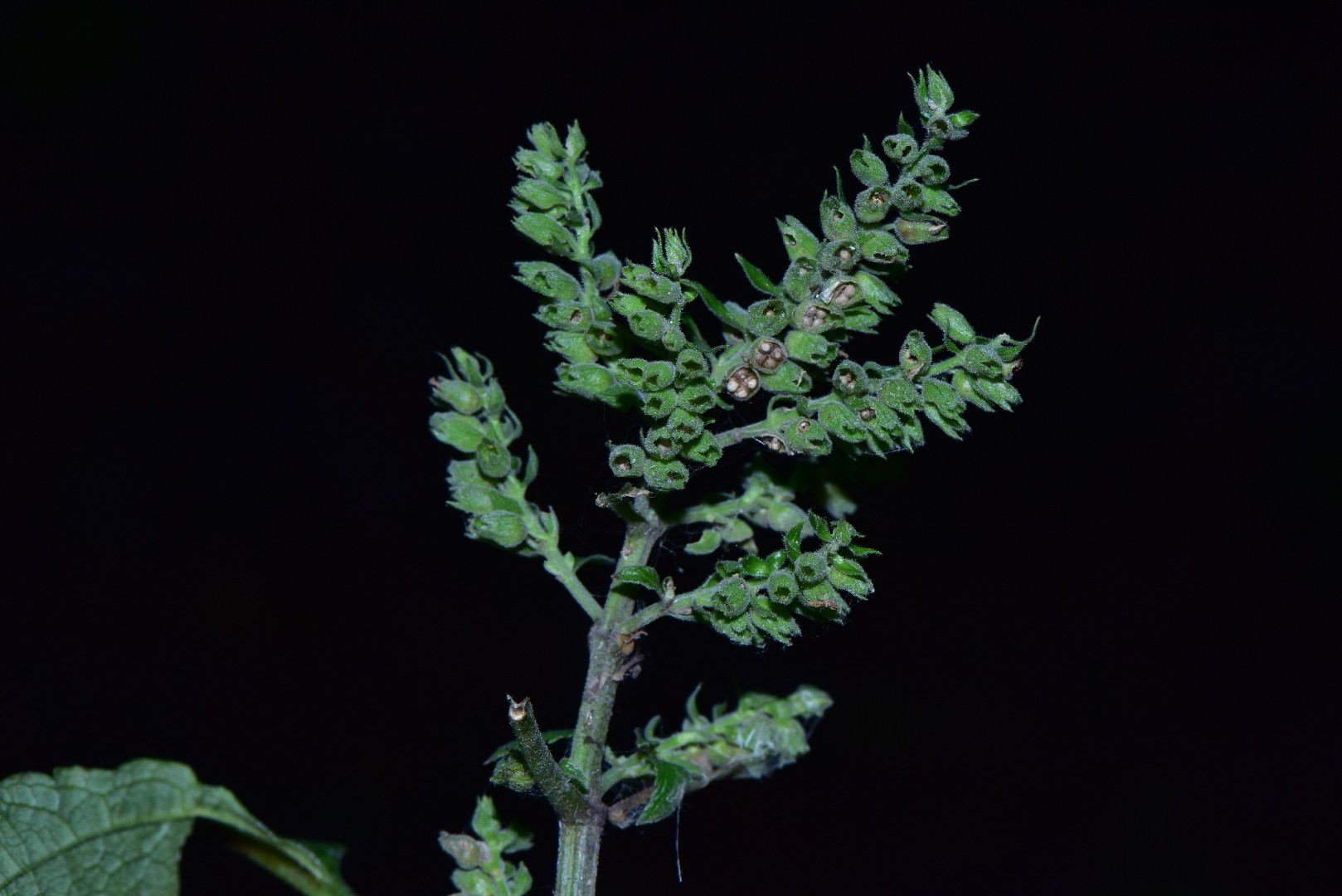 血見愁 (Teucrium viscidum) 照顧，種植，繁殖，開花時間 - PictureThis