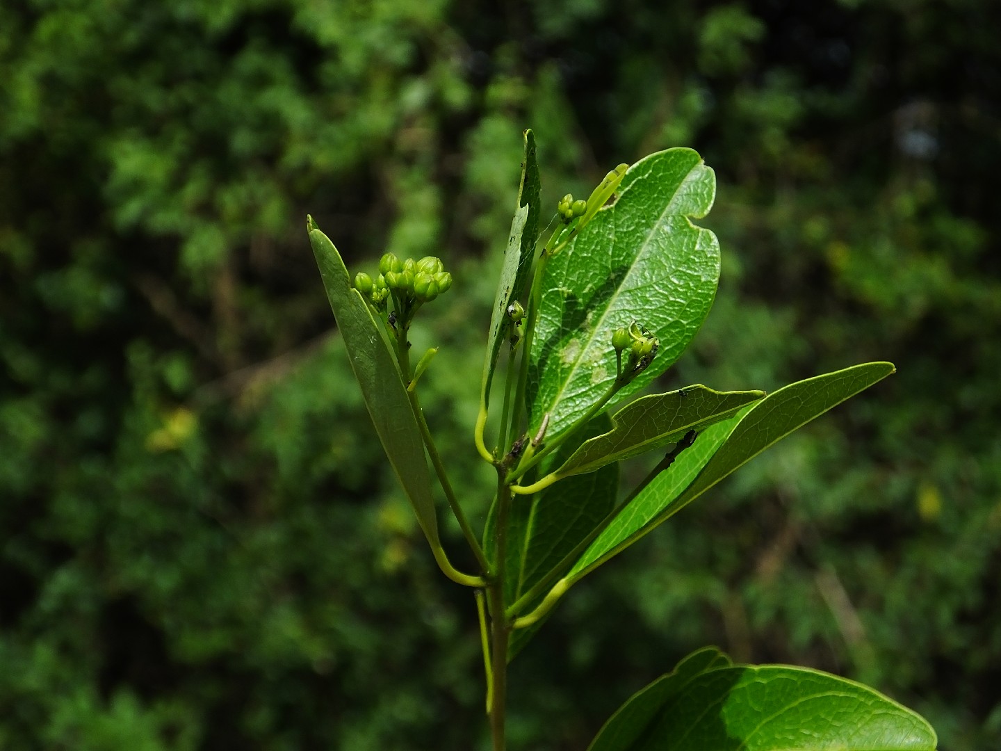 Maerua angolensis 花言葉，毒性，よくある質問 - PictureThis