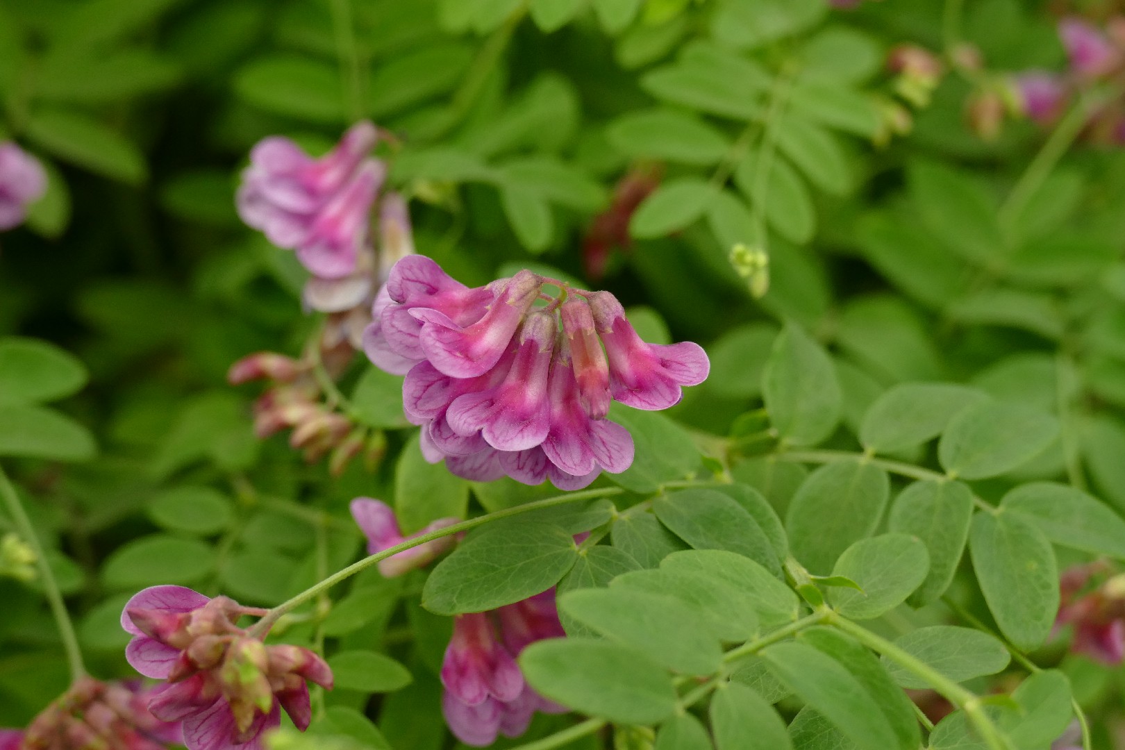 Gesse noire (Lathyrus niger) - PictureThis