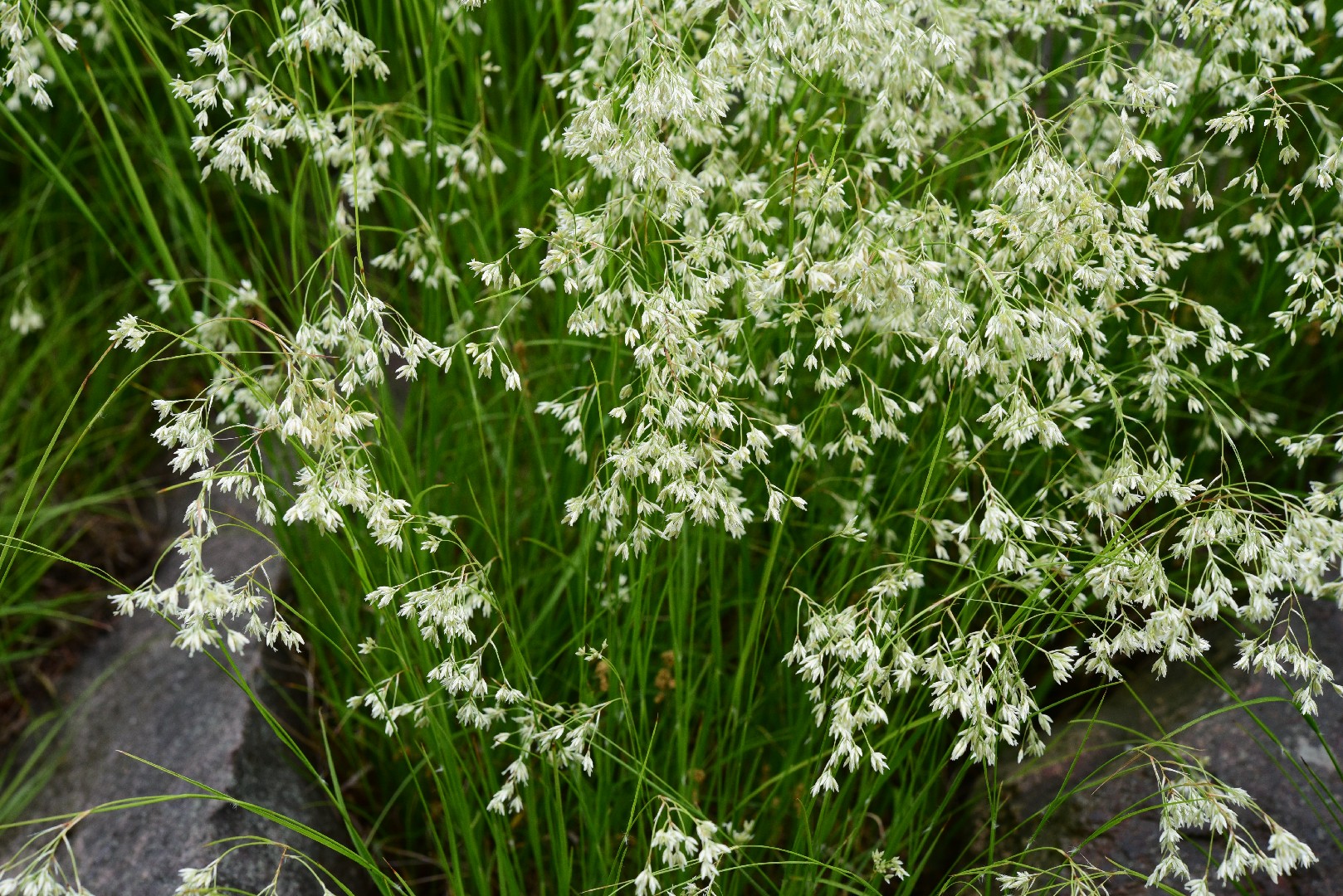 Luzula pedemontana - PictureThis