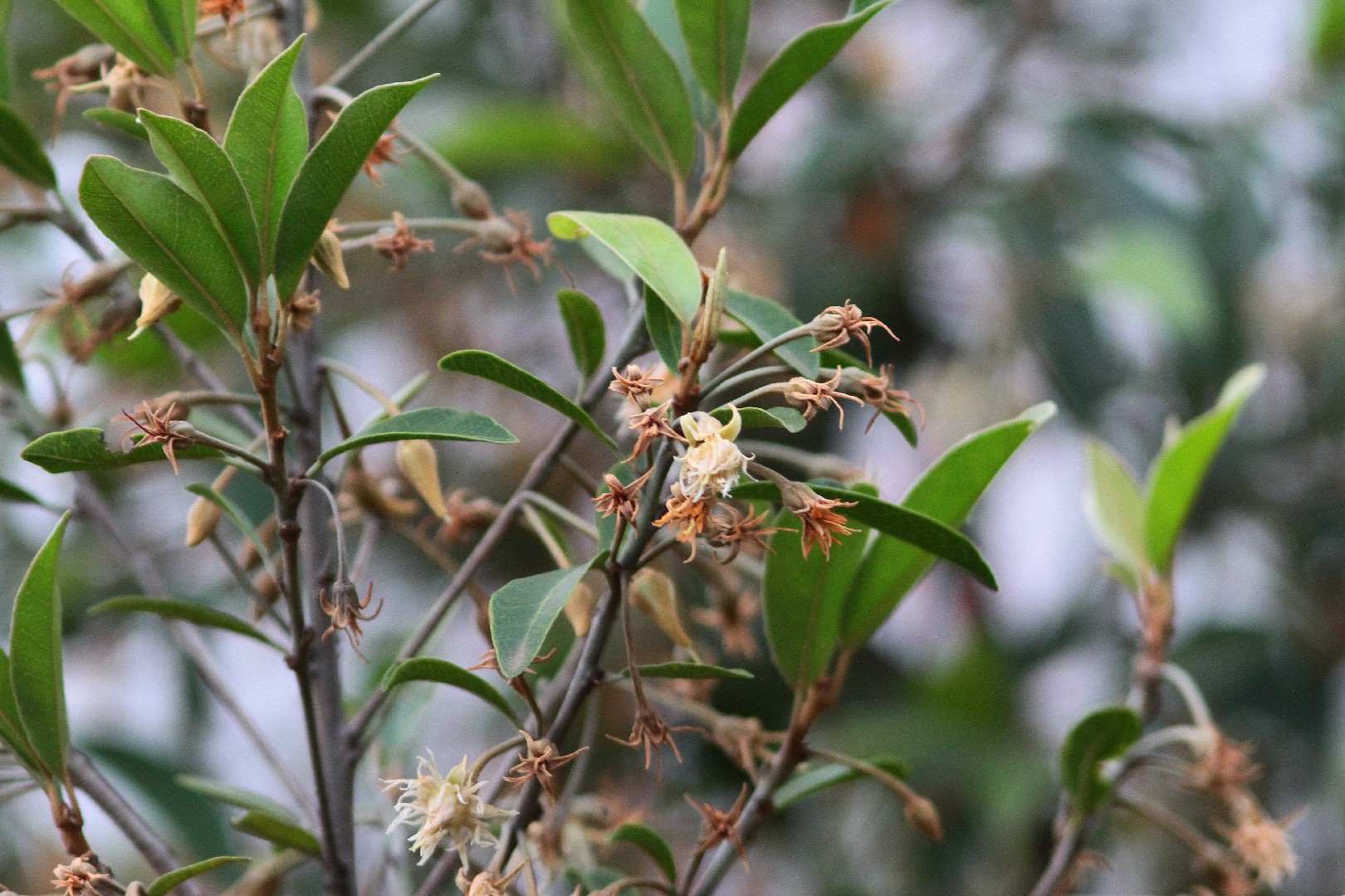 Mimusops zeyheri - PictureThis