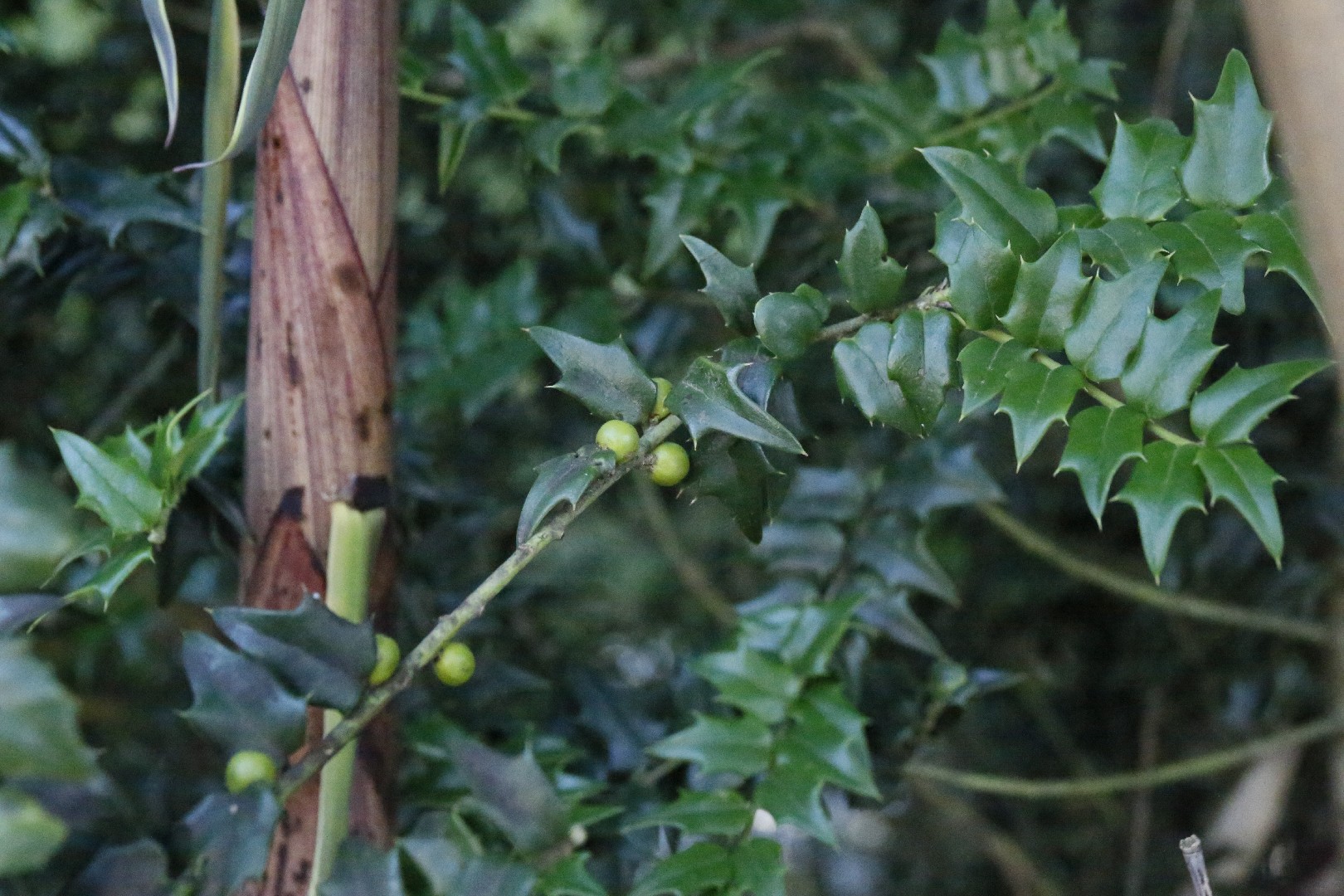 Ilex pernyi - PictureThis