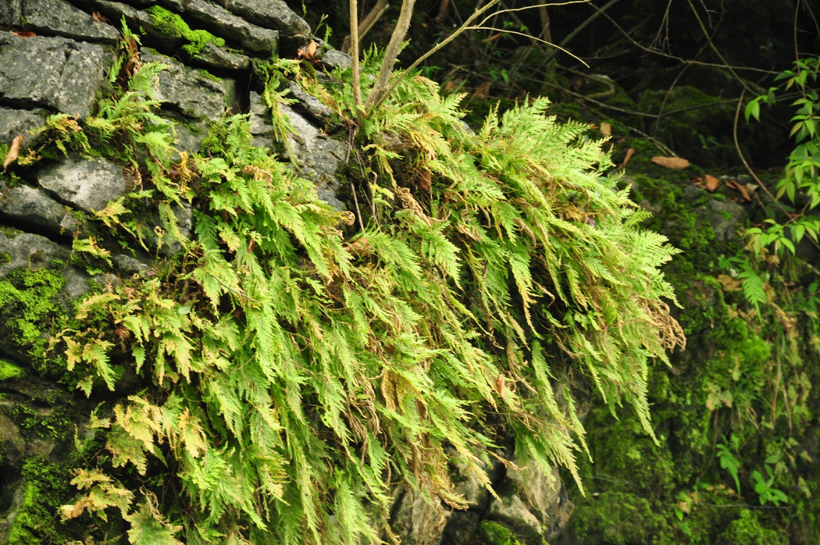 Spikemosses (Selaginella) Flower, Leaf, Care, Uses - PictureThis