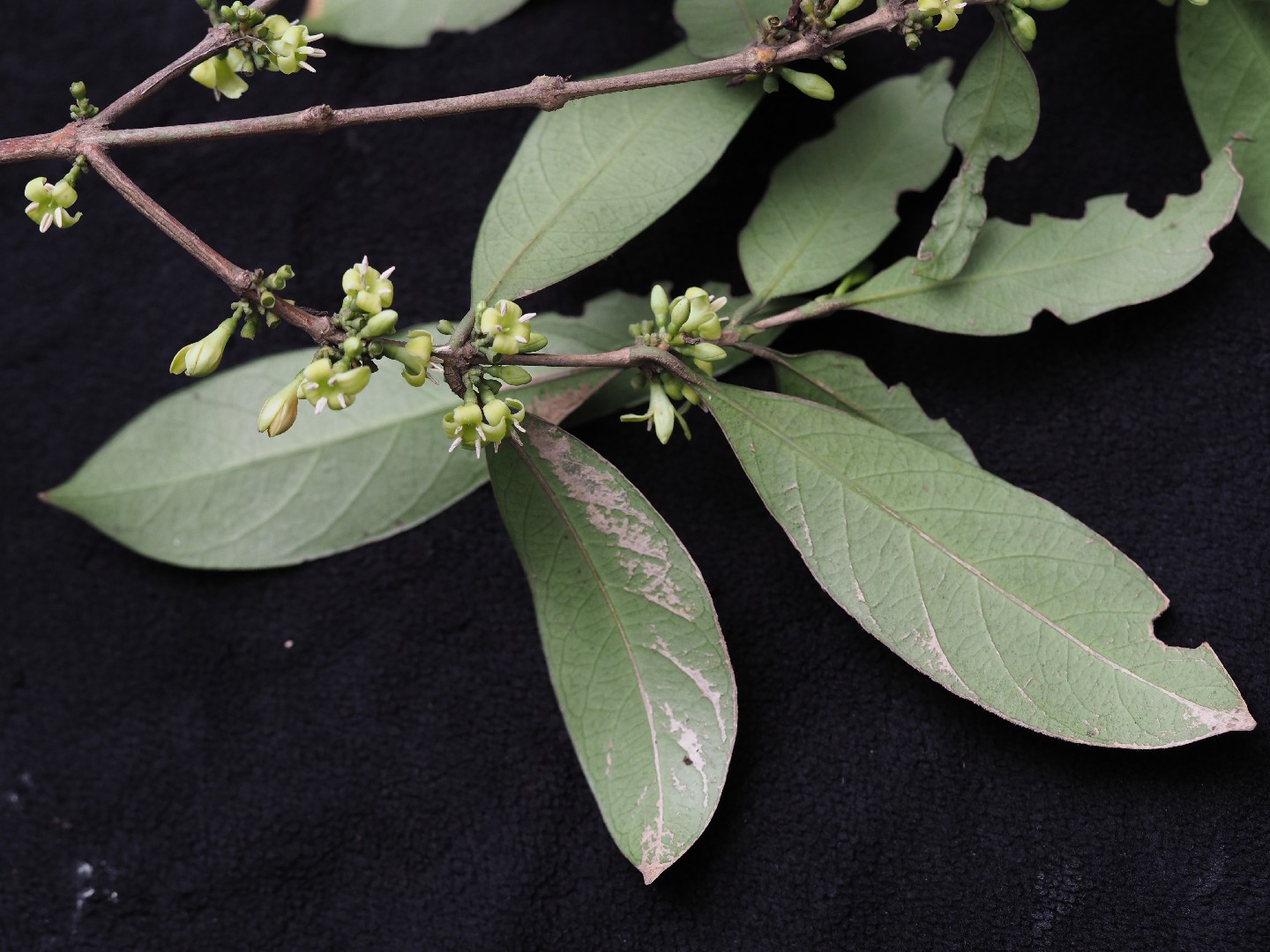 Diplospora Flower, Leaf, Care, Uses - PictureThis