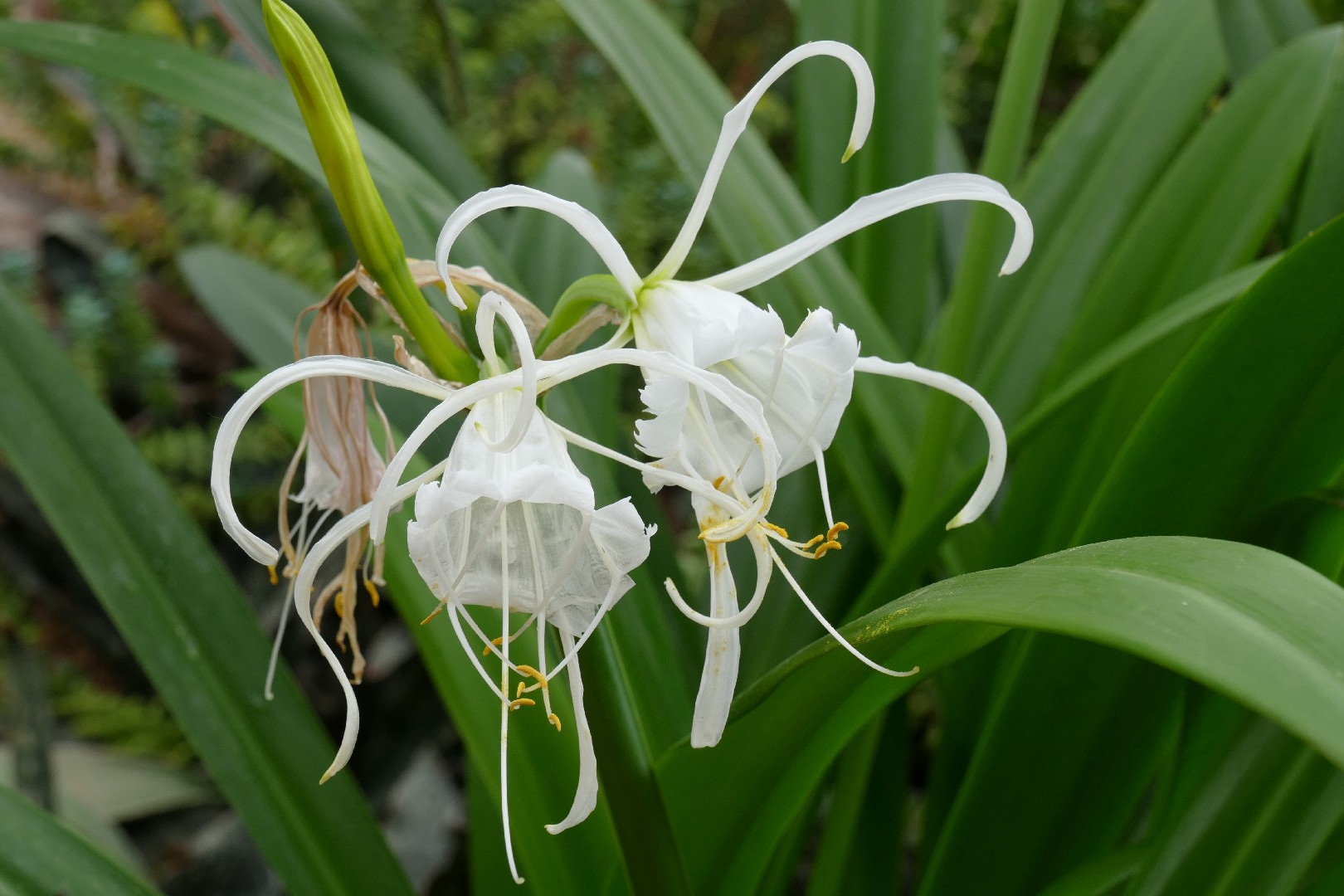 Ismene narcissiflora - PictureThis