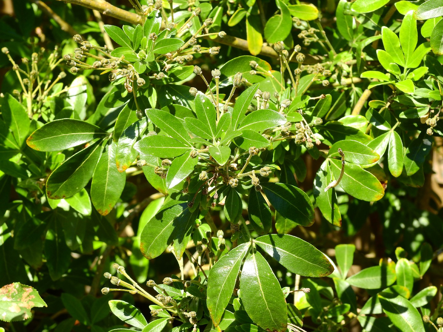 Rue (Rutaceae) Flower, Leaf, Care, Uses - PictureThis