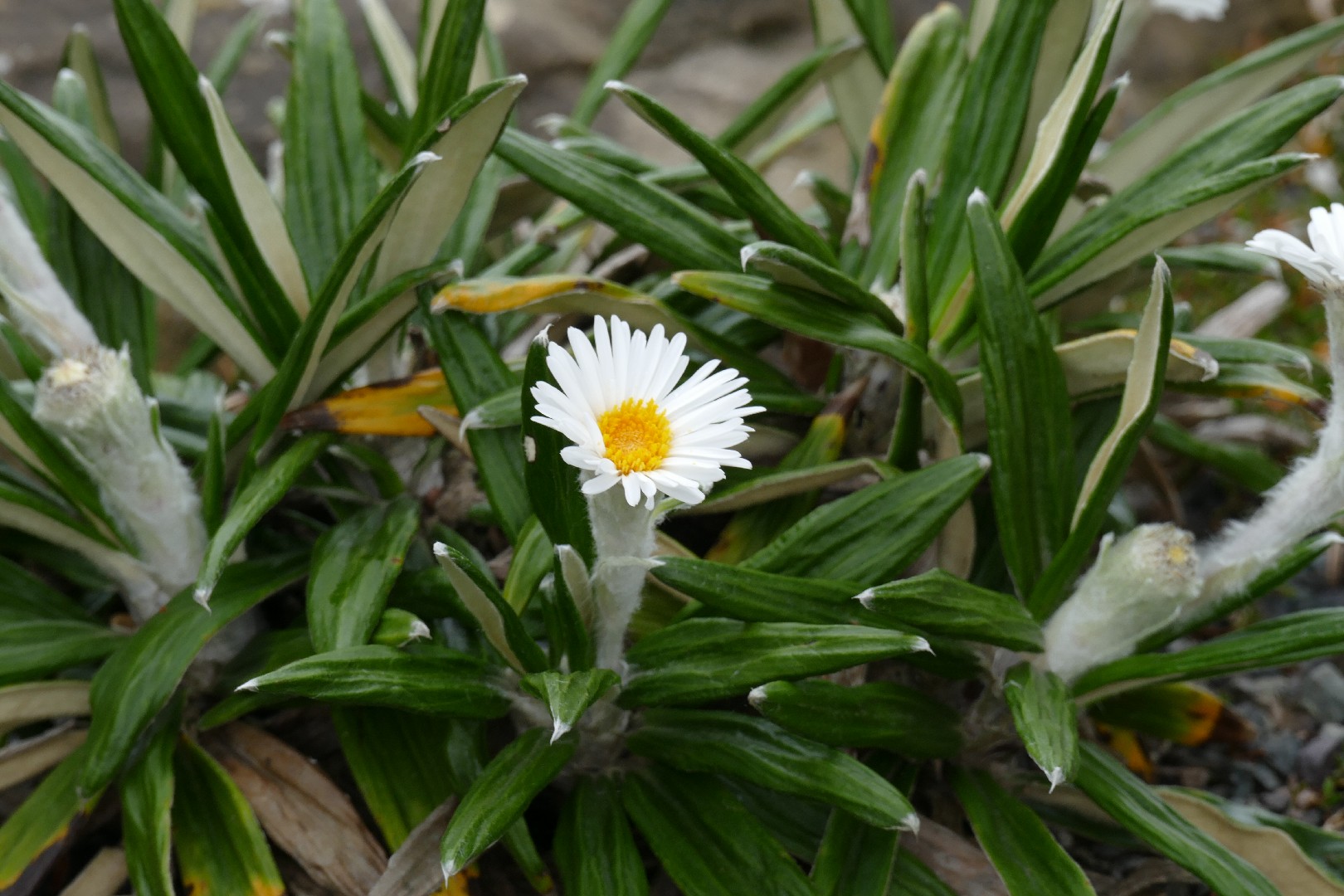 Celmisia spectabilis - PictureThis