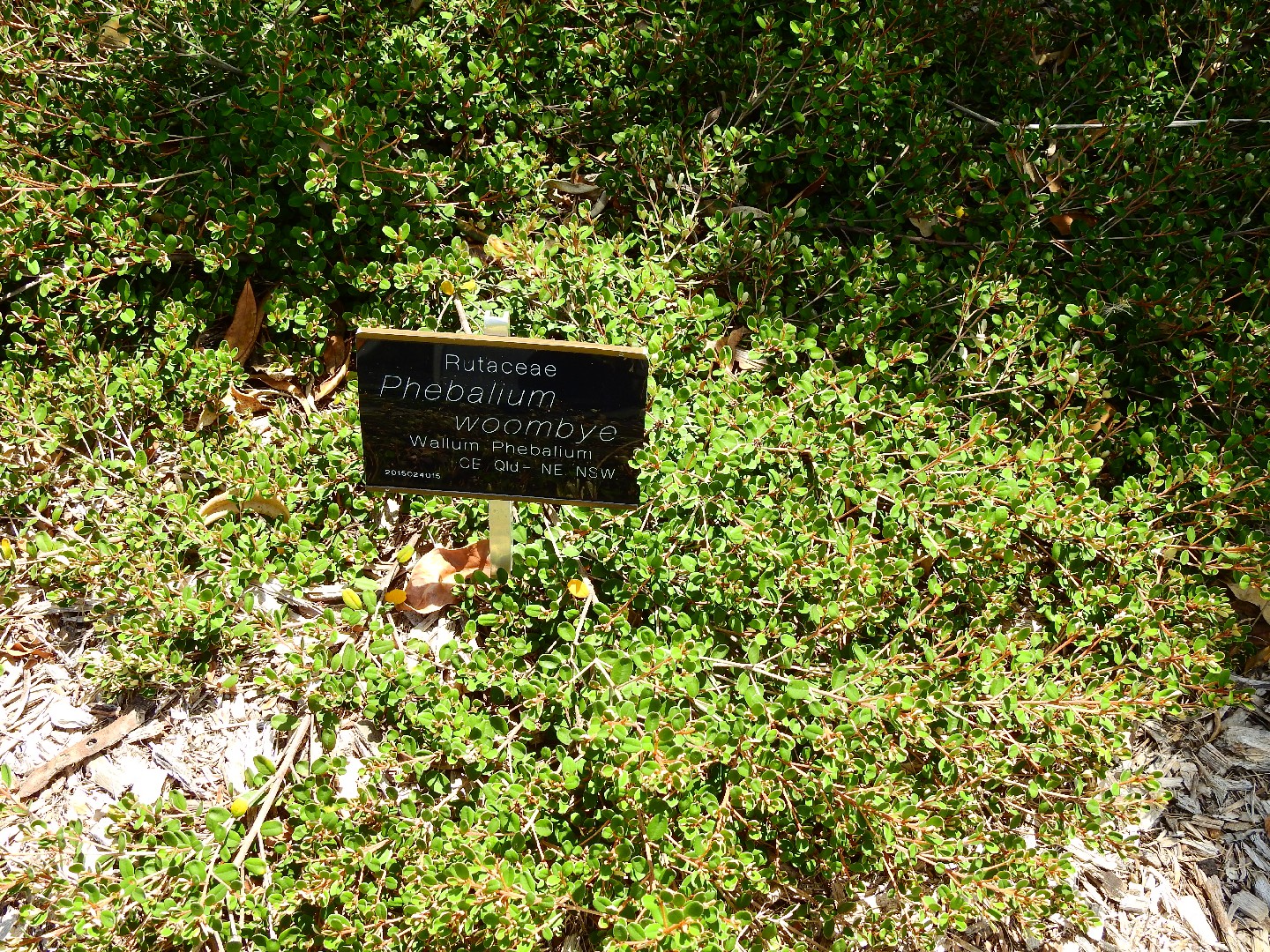 Phebalium Care (Watering, Fertilize, Pruning, Propagation) - PictureThis