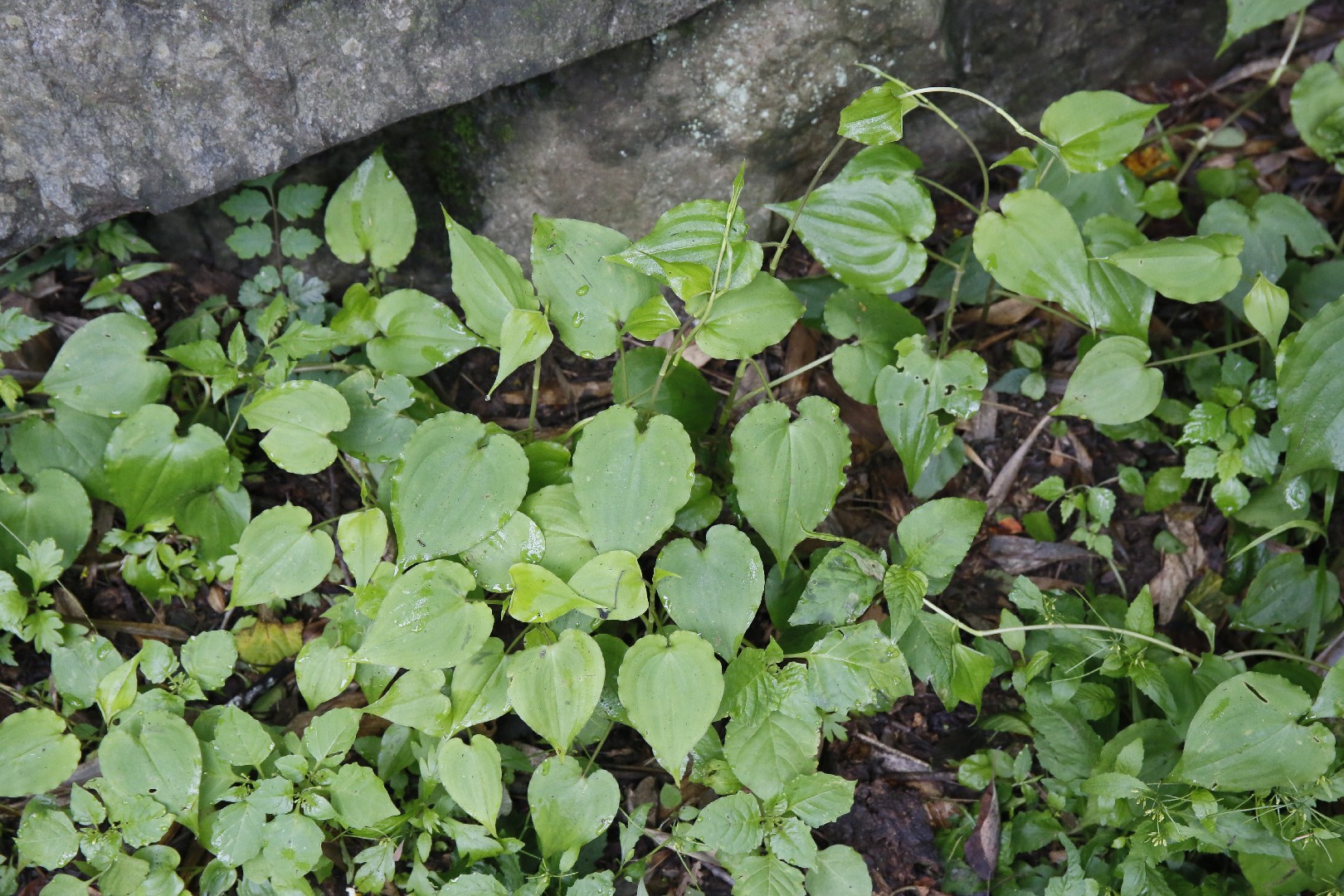 Streptolirion volubile - PictureThis