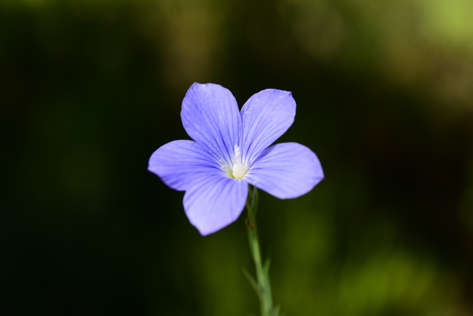 Linum narbonense - PictureThis