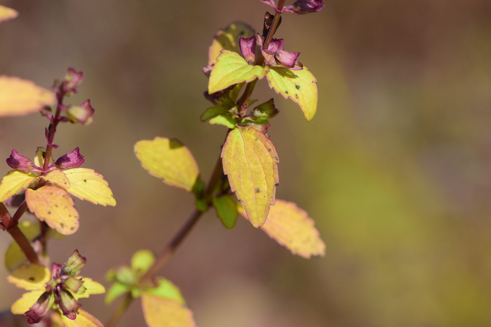들깨풀 (Mosla scabra) - PictureThis