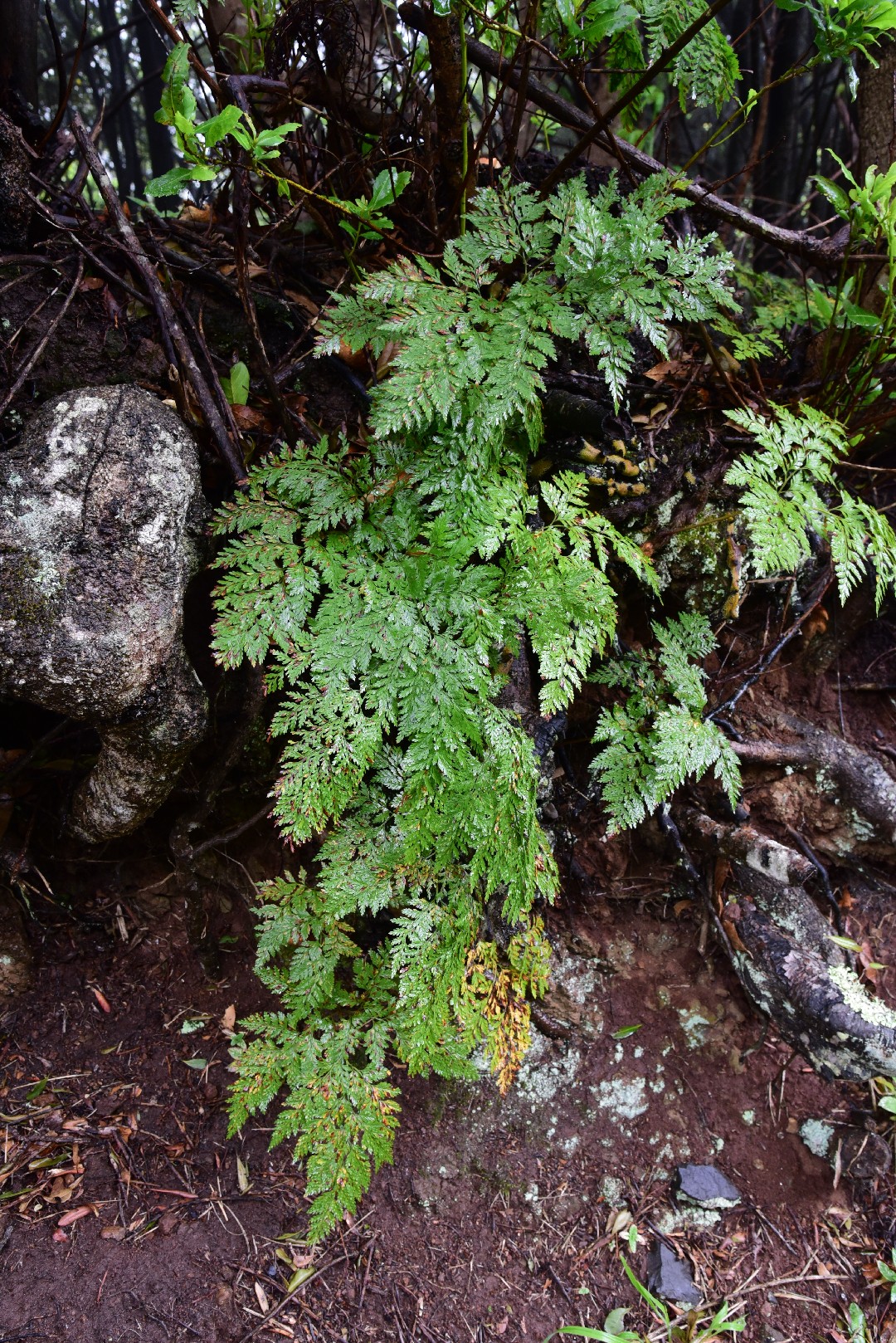 Cabriña (Davallia canariensis) - PictureThis