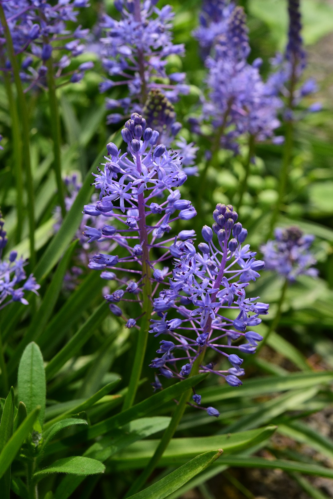 Scilla litardierei - PictureThis