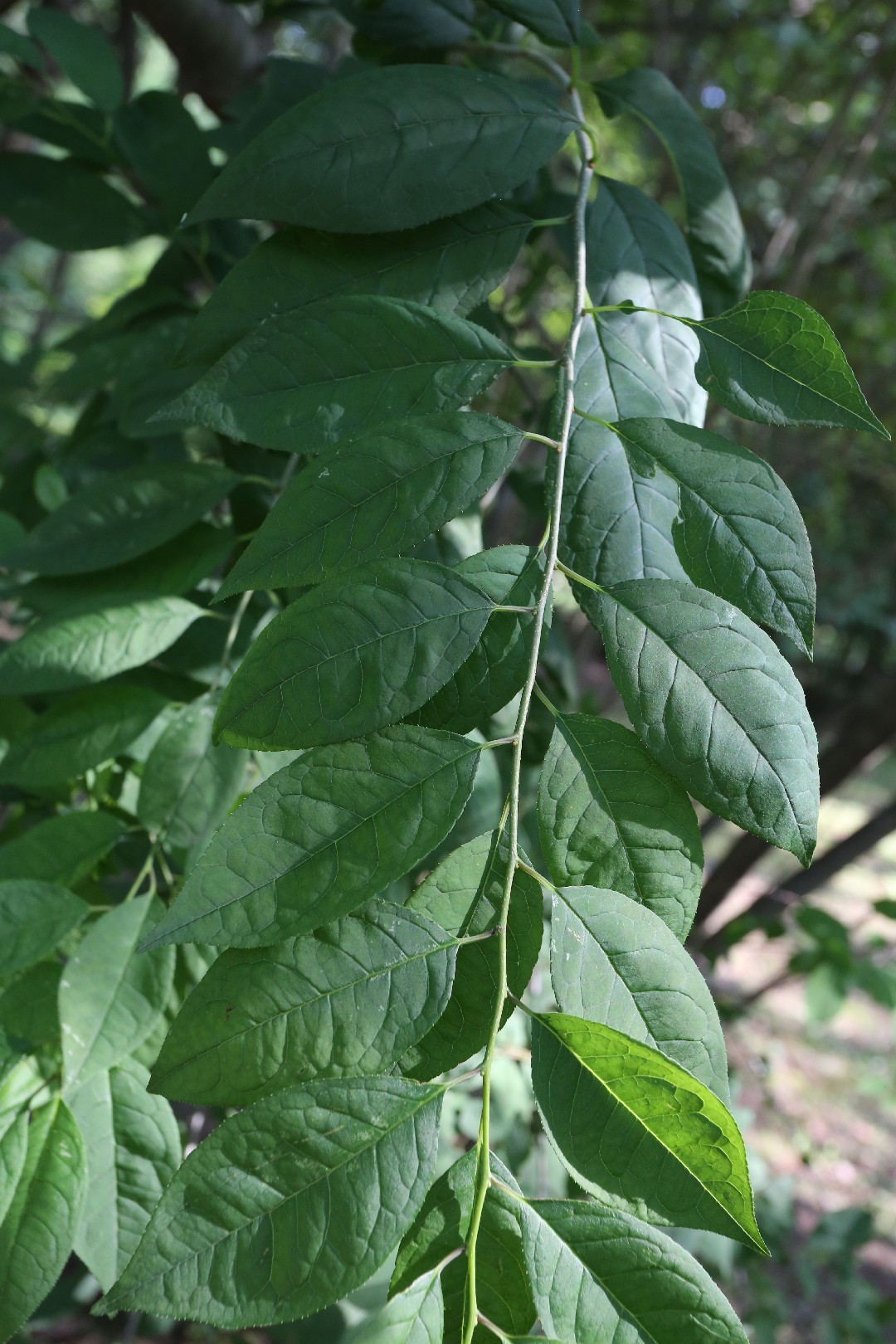 Ilex serrata - PictureThis