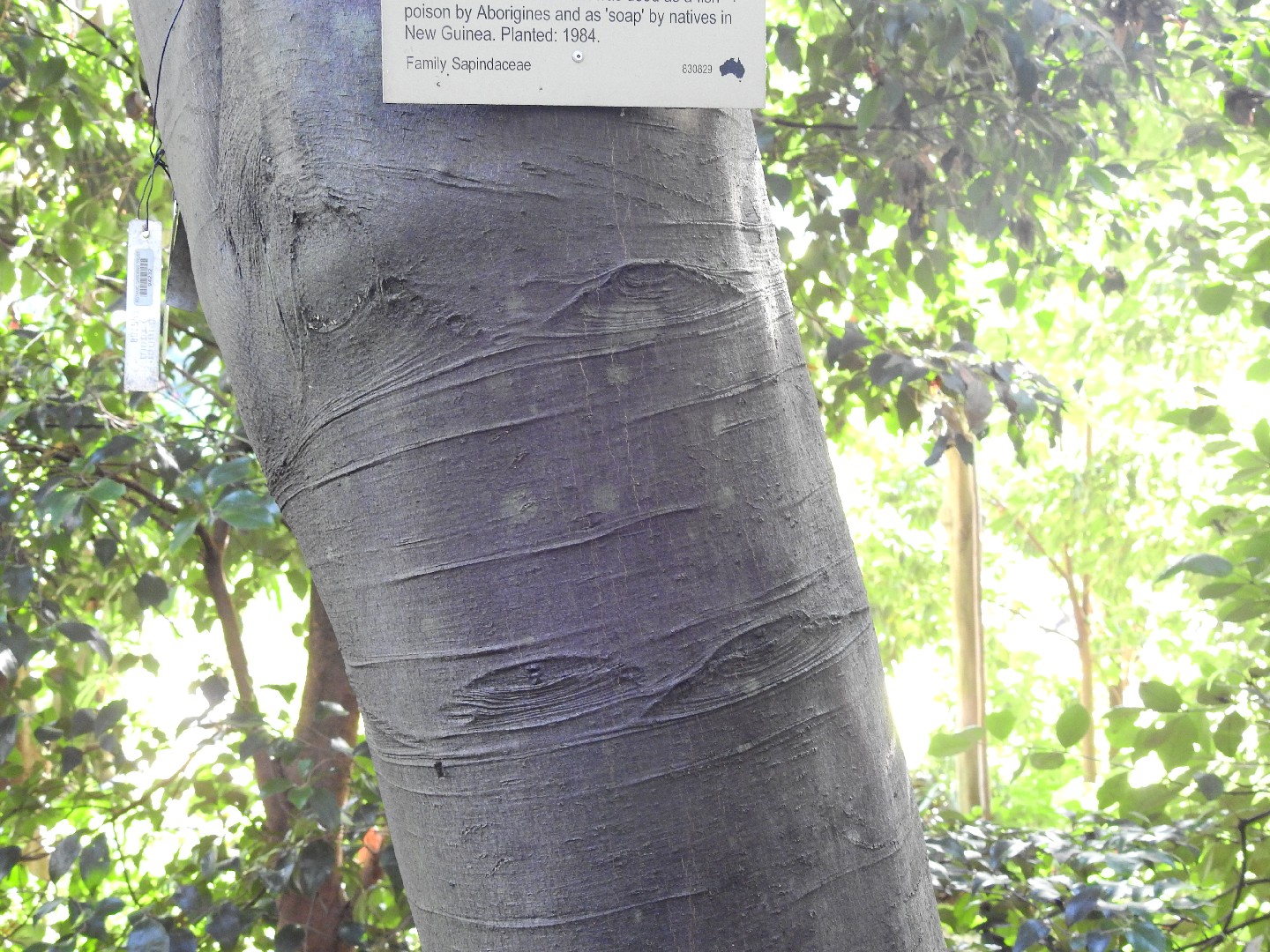 Jagera pseudorhus - PictureThis