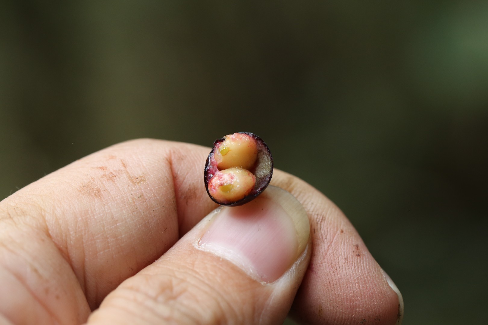 Siebold greenbrier (Smilax sieboldii) Flower, Leaf, Care, Uses ...