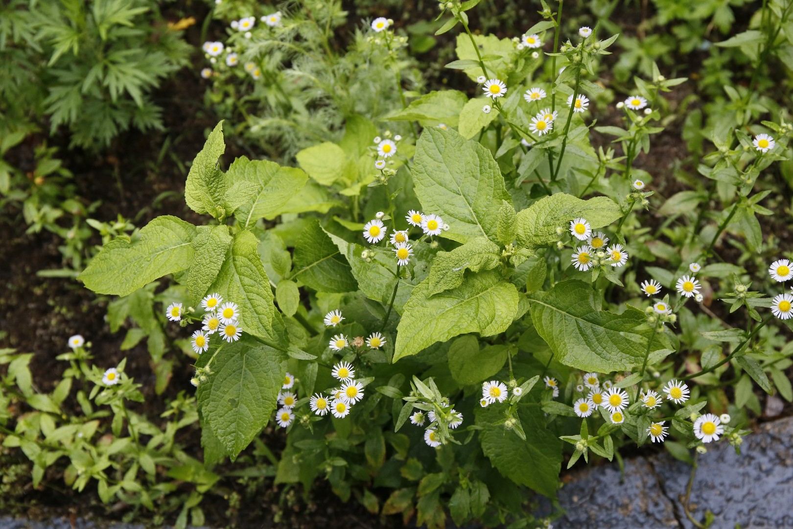 Carpesium abrotanoides - PictureThis
