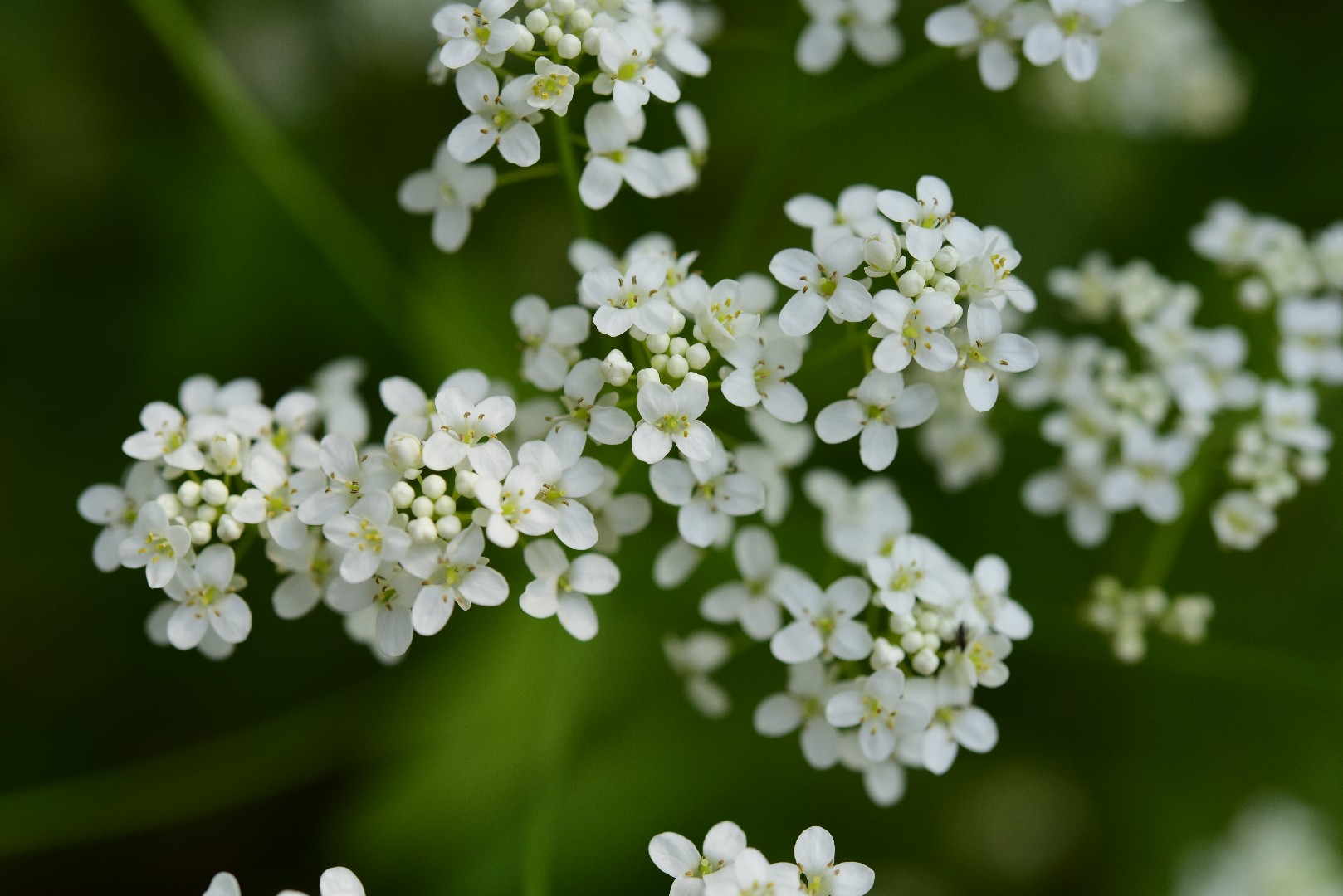 Peltaria alliacea - PictureThis