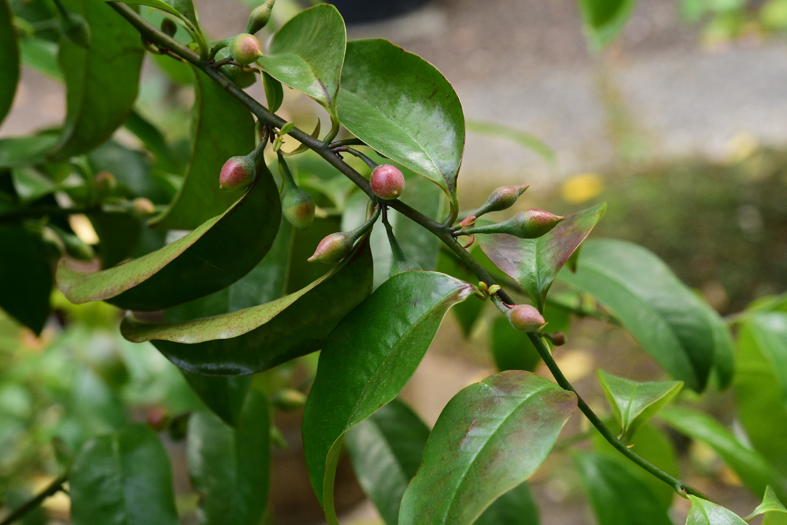 Eupomatia laurina - PictureThis