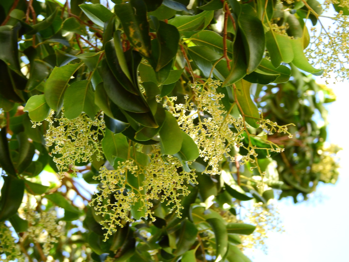 Geijera Care (Watering, Fertilize, Pruning, Propagation) - PictureThis