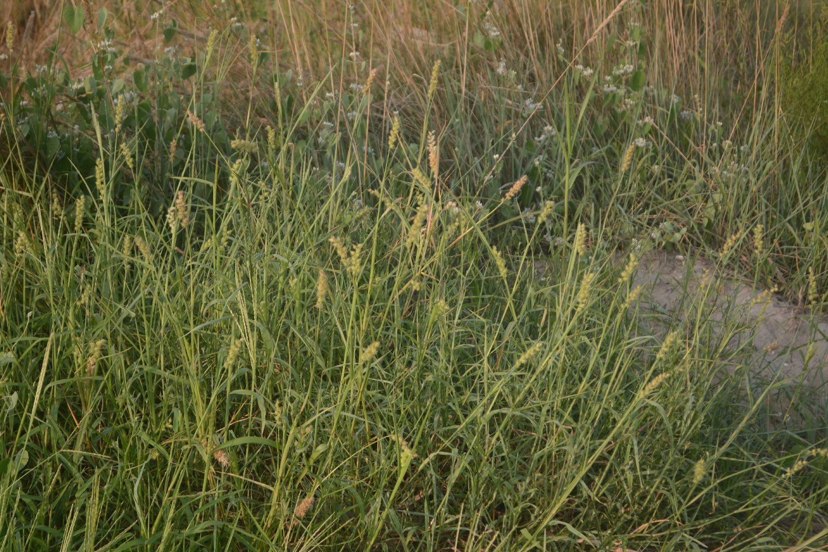 Mat sandbur (Cenchrus longispinus) Flower, Leaf, Care, Uses - PictureThis