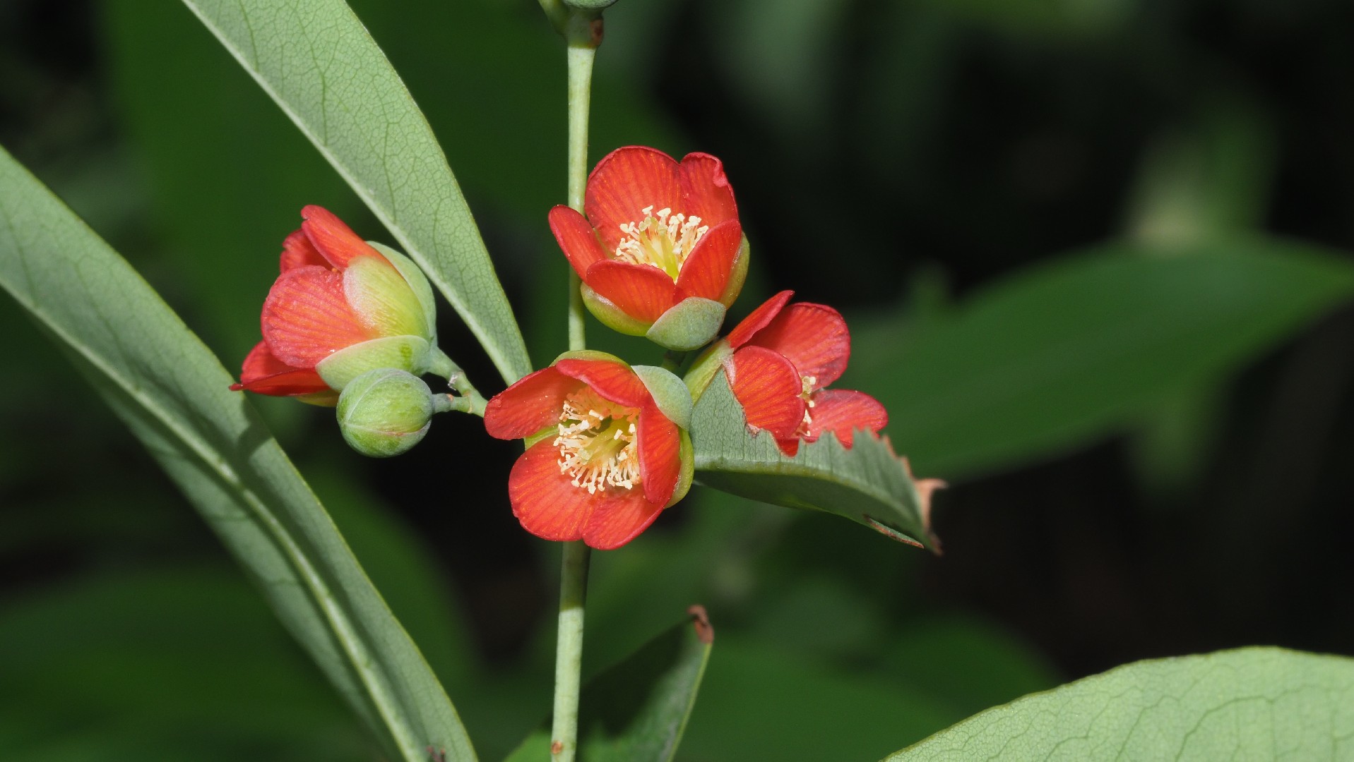 Cratoxylum Flower, Leaf, Care, Uses - PictureThis