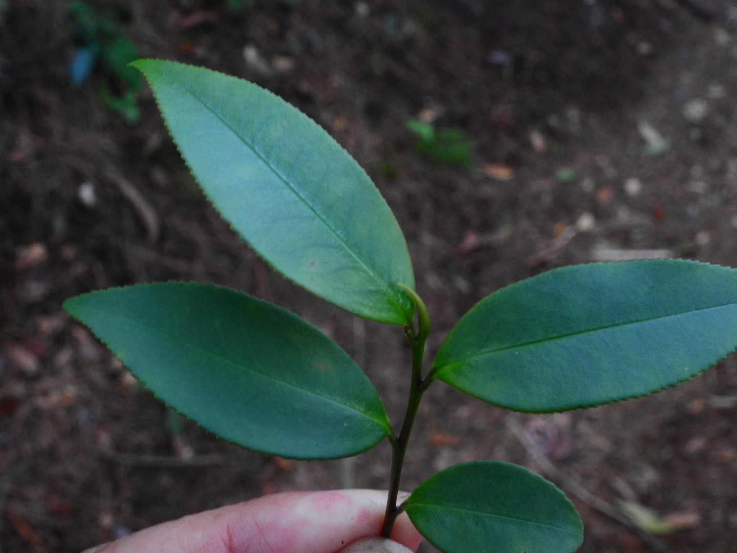 Eurya nitida - PictureThis