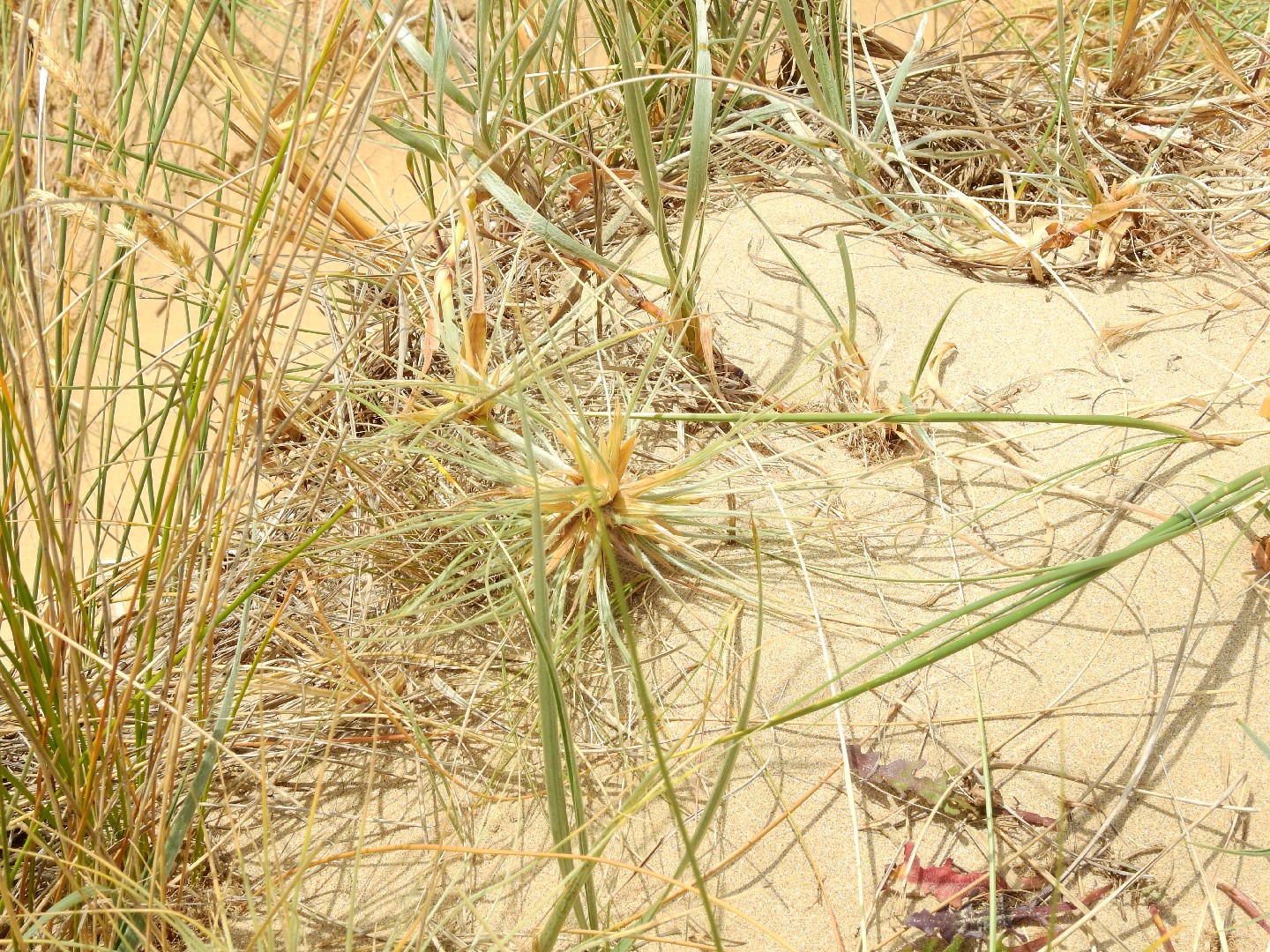 Spinifex sericeus - PictureThis