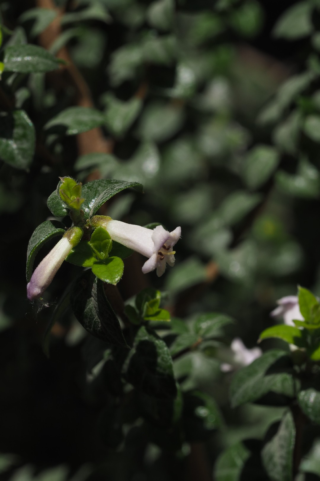 Arrayán macho (Rhaphithamnus spinosus) - PictureThis