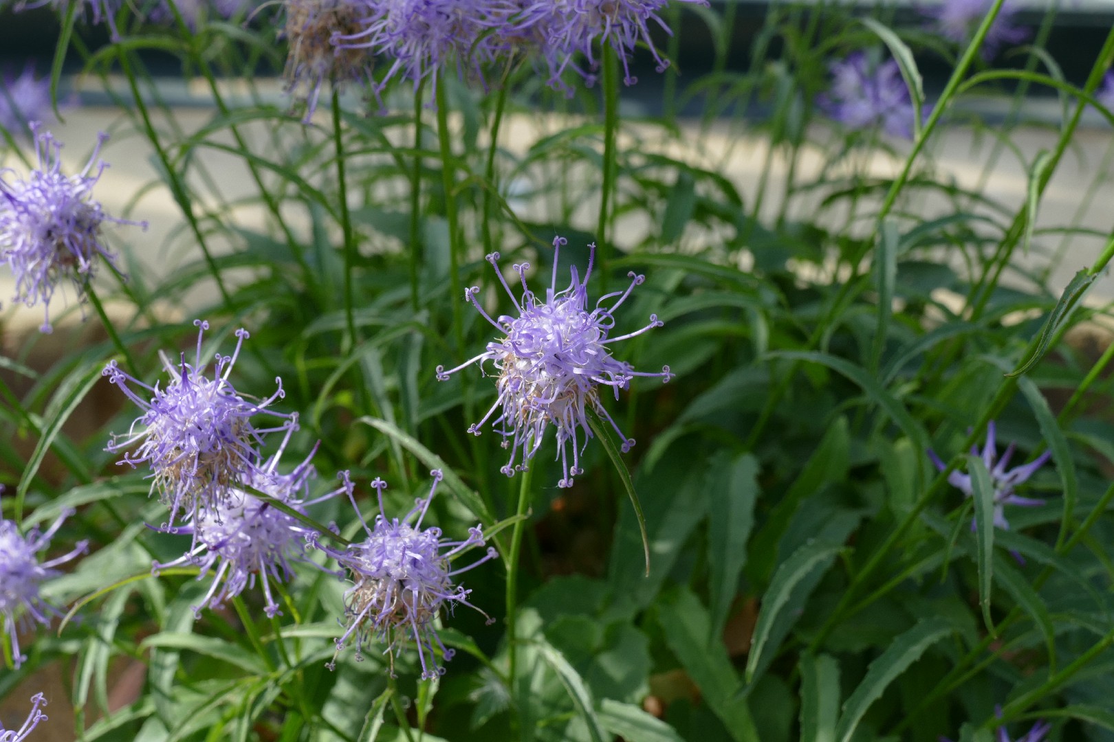 Phyteuma scheuchzeri - PictureThis