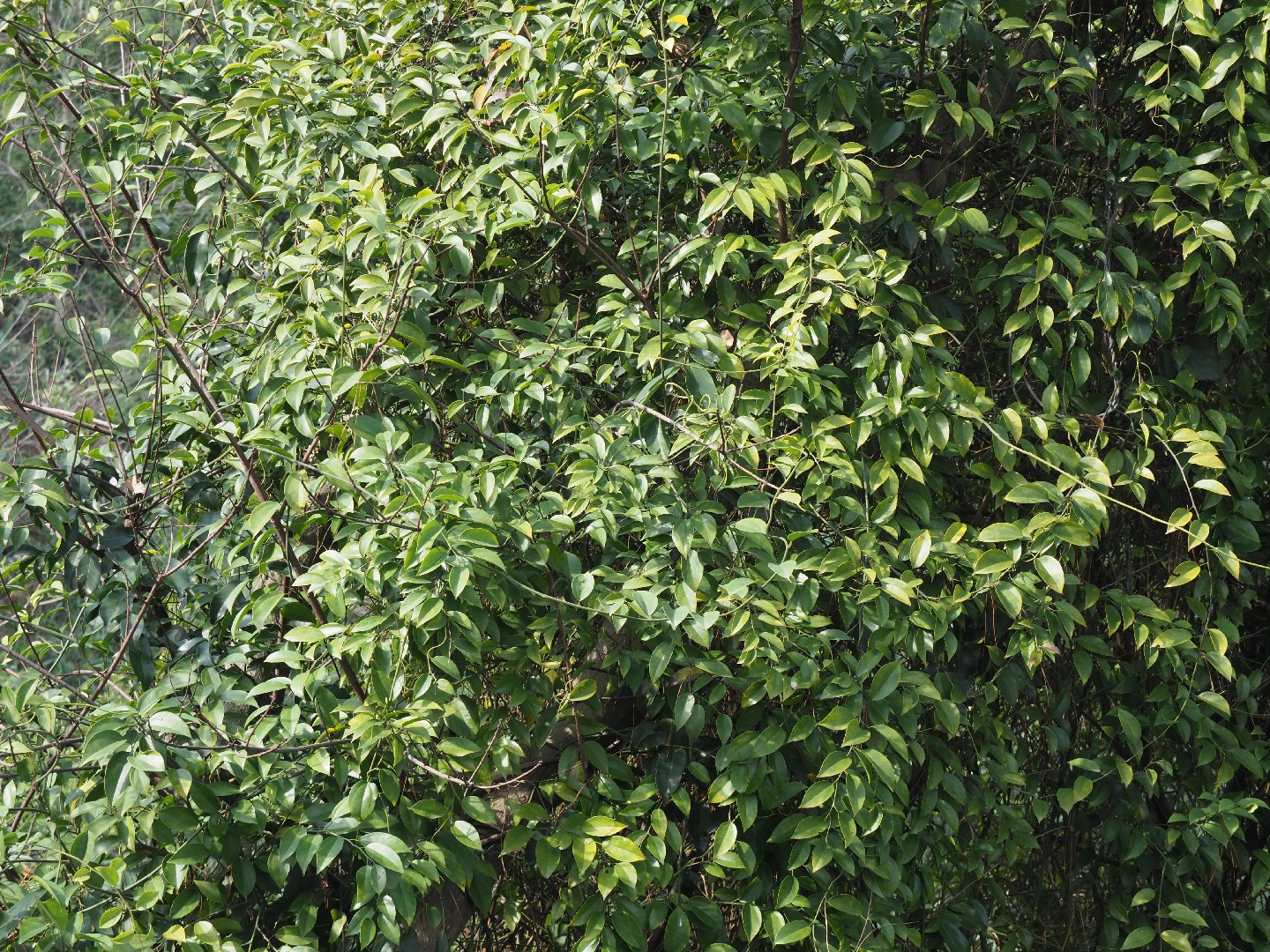 Hypserpa nitida - PictureThis