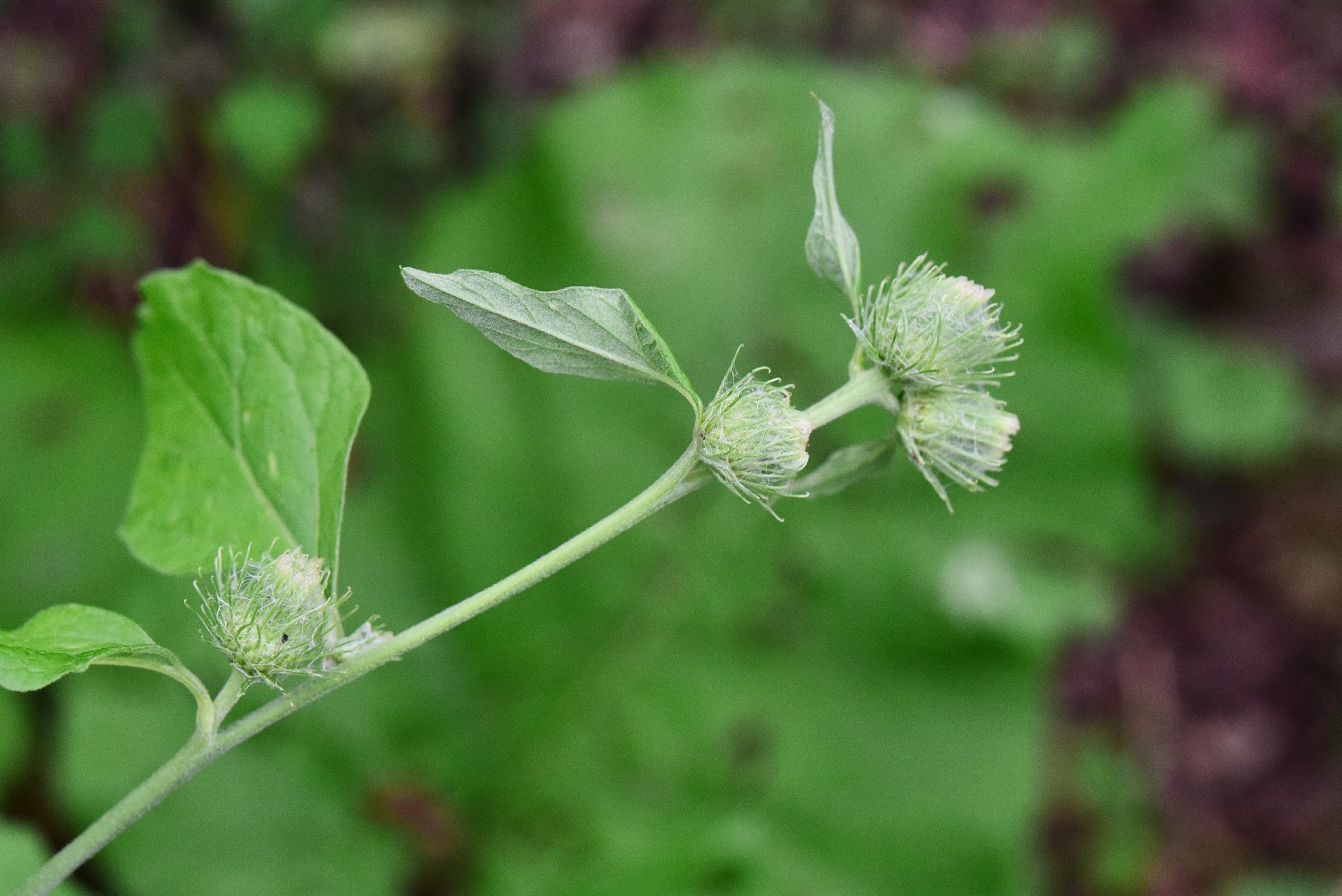 Lesser burdock (Arctium minus) Flower, Leaf, Care, Uses - PictureThis