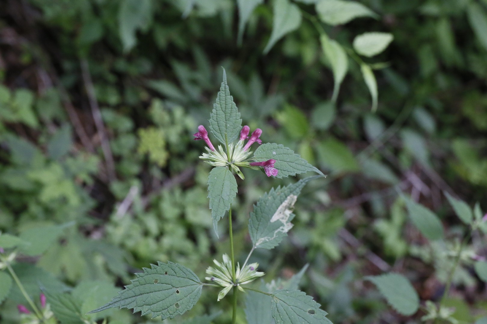dead nettle Care (Watering, Fertilize, Pruning, Propagation) - PictureThis