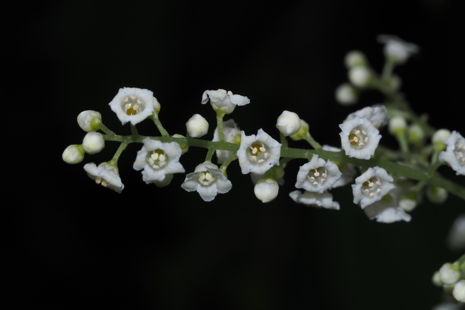 Maesa perlarius - PictureThis