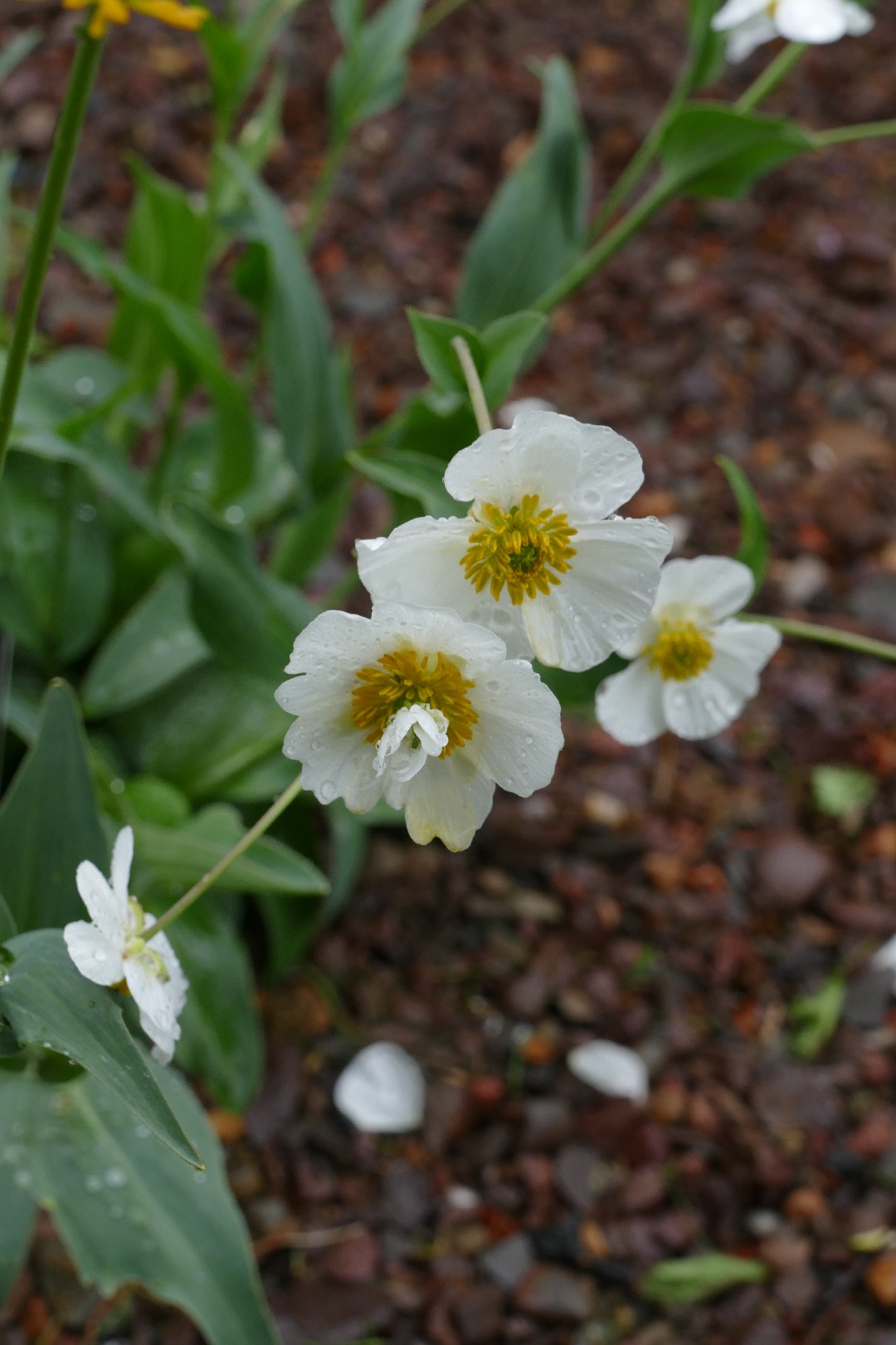 Ranúnculo de hoja abrazadora (Ranunculus amplexicaulis) - PictureThis