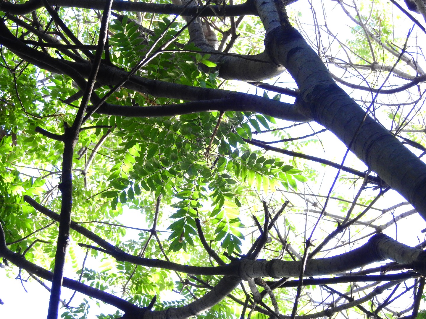 Jagera pseudorhus - PictureThis