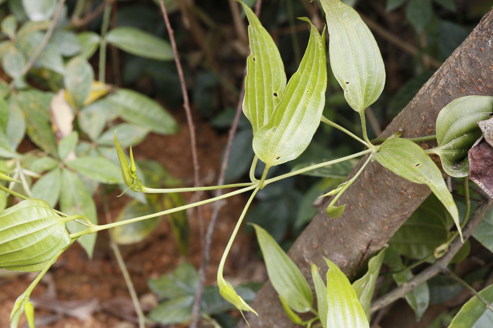 Japanese stemona (Stemona japonica) Flower, Leaf, Care, Uses - PictureThis