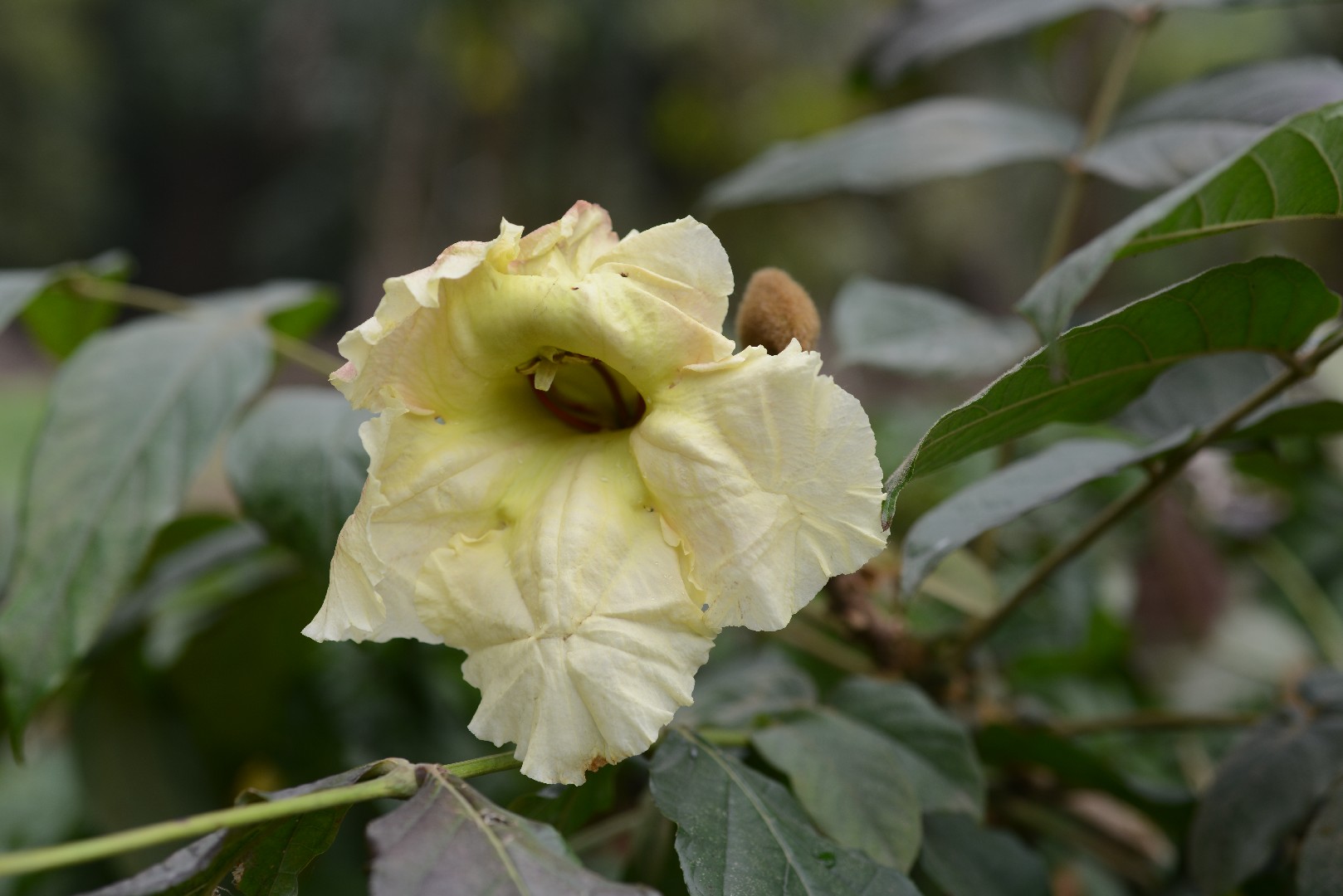 Markhamia Care (Watering, Fertilize, Pruning, Propagation) - PictureThis