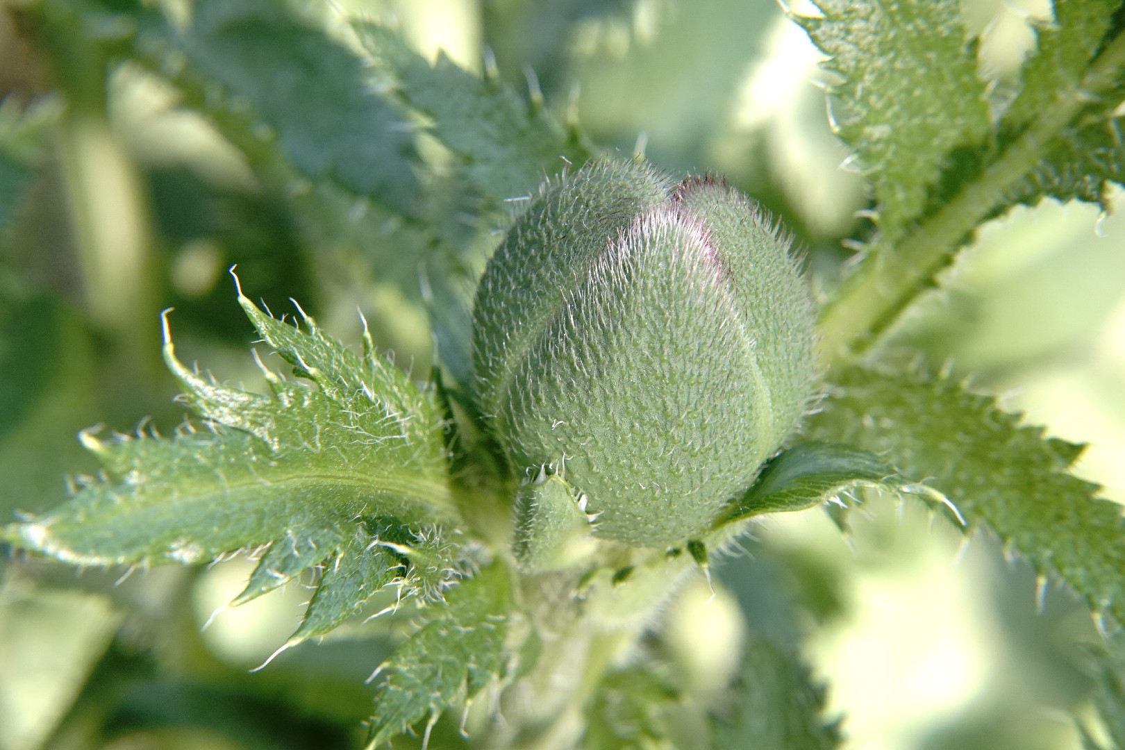Amapola oriental (Papaver orientale) - PictureThis