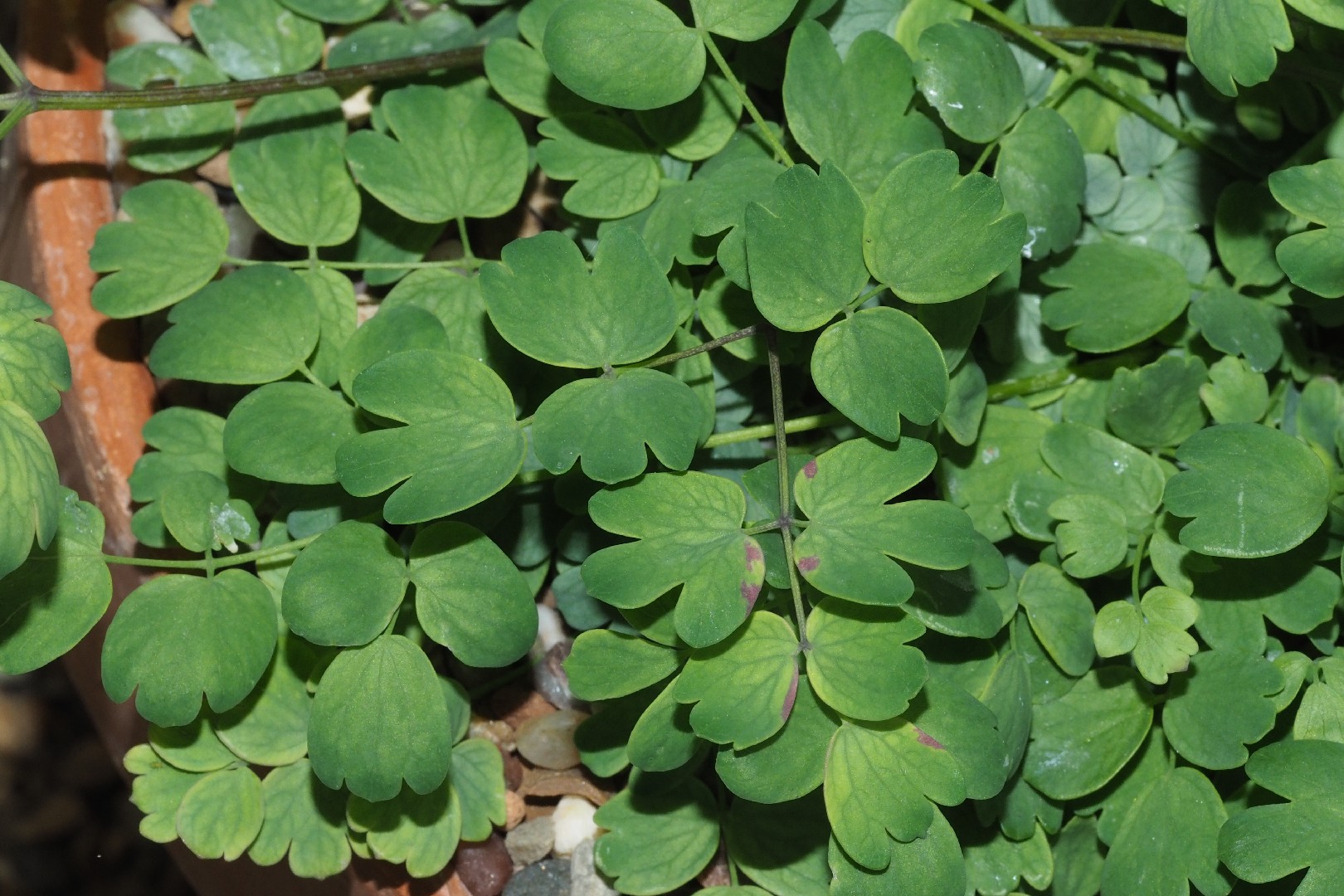 Thalictrum tuberosum 照顧，種植，繁殖，開花時間 - PictureThis