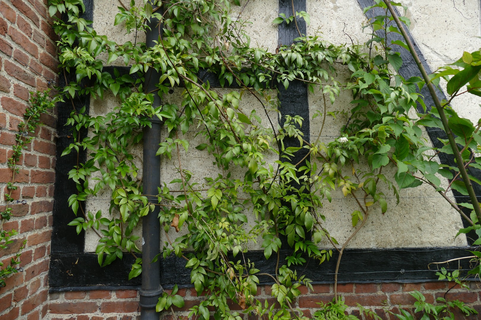 Wonga wonga vine (Pandorea pandorana) Flower, Leaf, Care, Uses ...