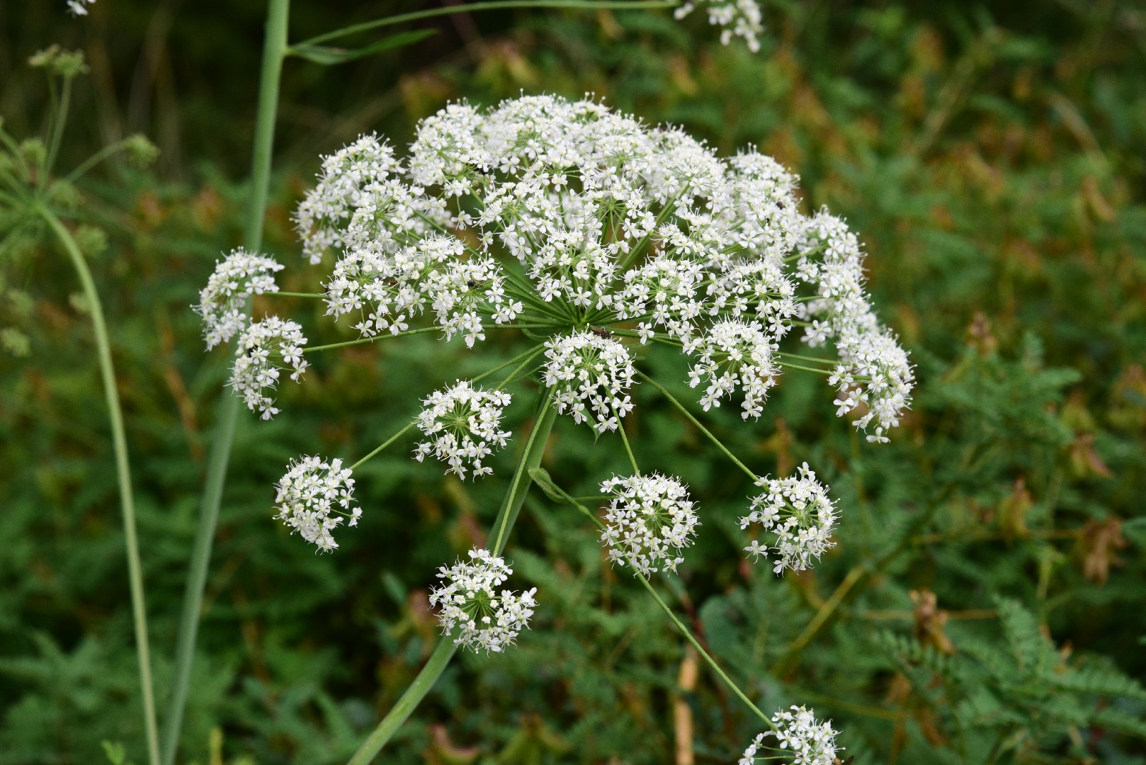 Comino negro (Laserpitium latifolium) - PictureThis