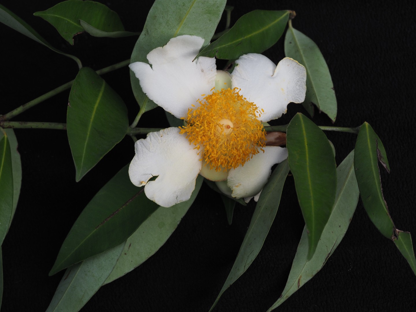 Ironwood (Mesua) Flower, Leaf, Care, Uses - PictureThis