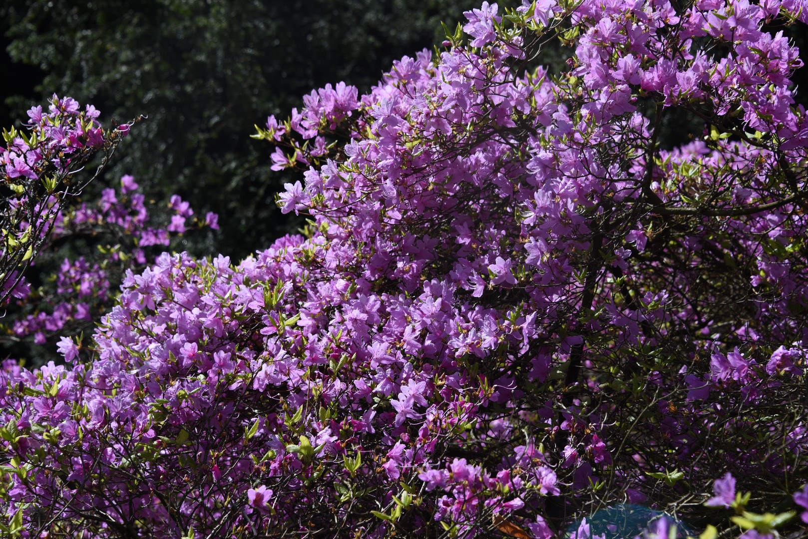 Rhododendron reticulatum - PictureThis