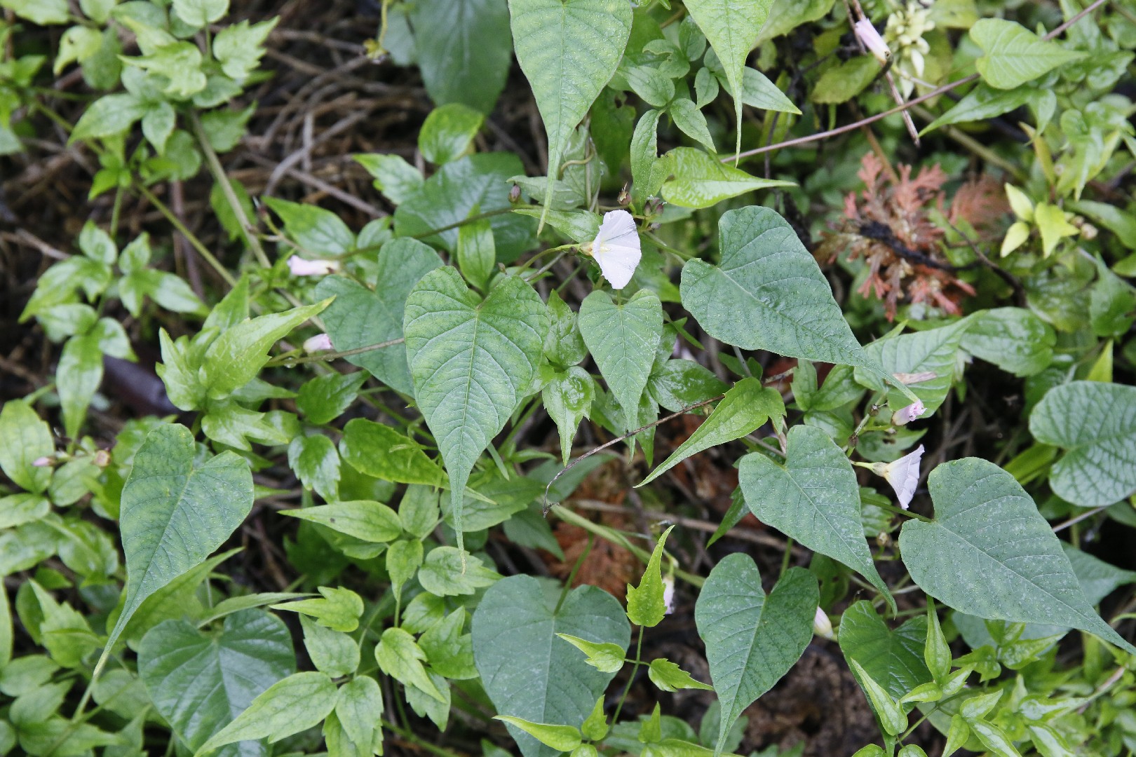 Merremia sibirica - PictureThis