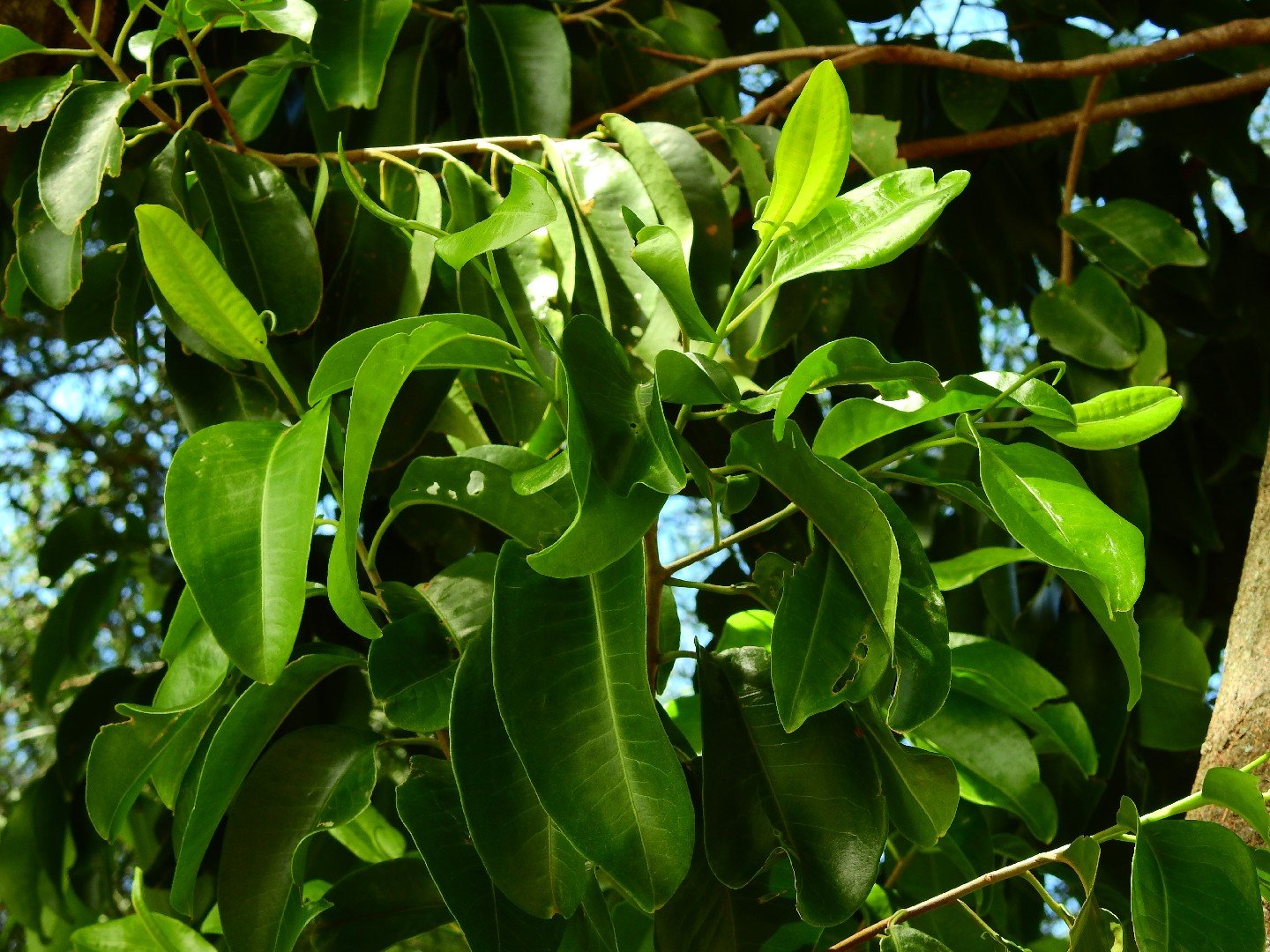 Geijera Care (Watering, Fertilize, Pruning, Propagation) - PictureThis